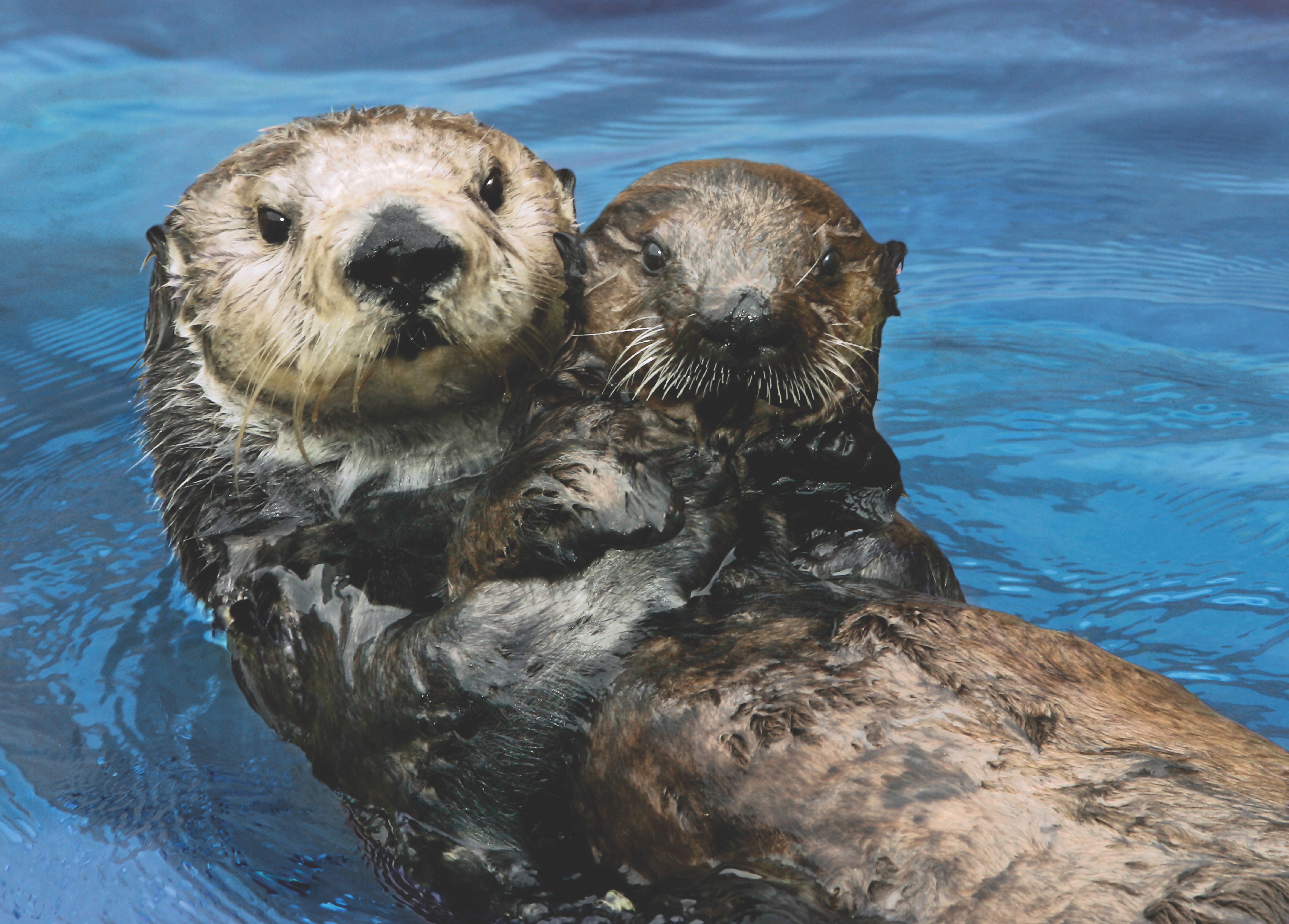 The secret to a hotter otter | Stories | Monterey Bay Aquarium