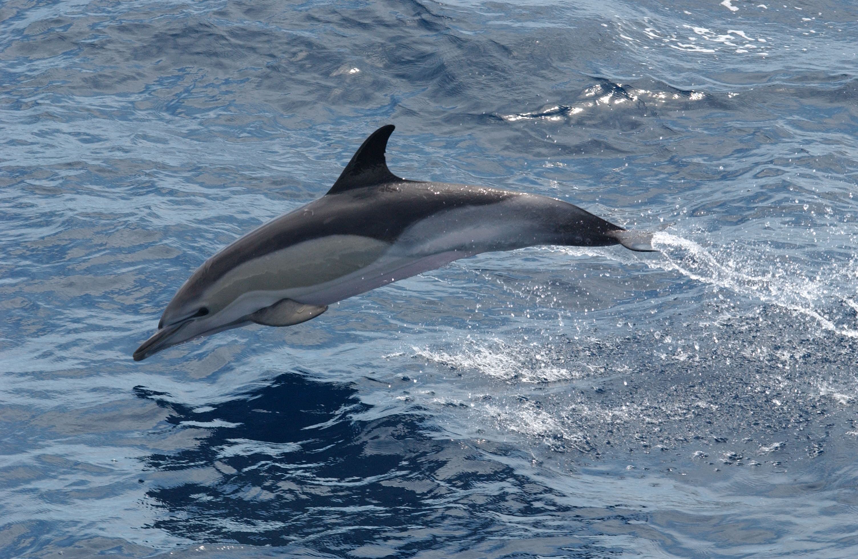 Common Dolphin
