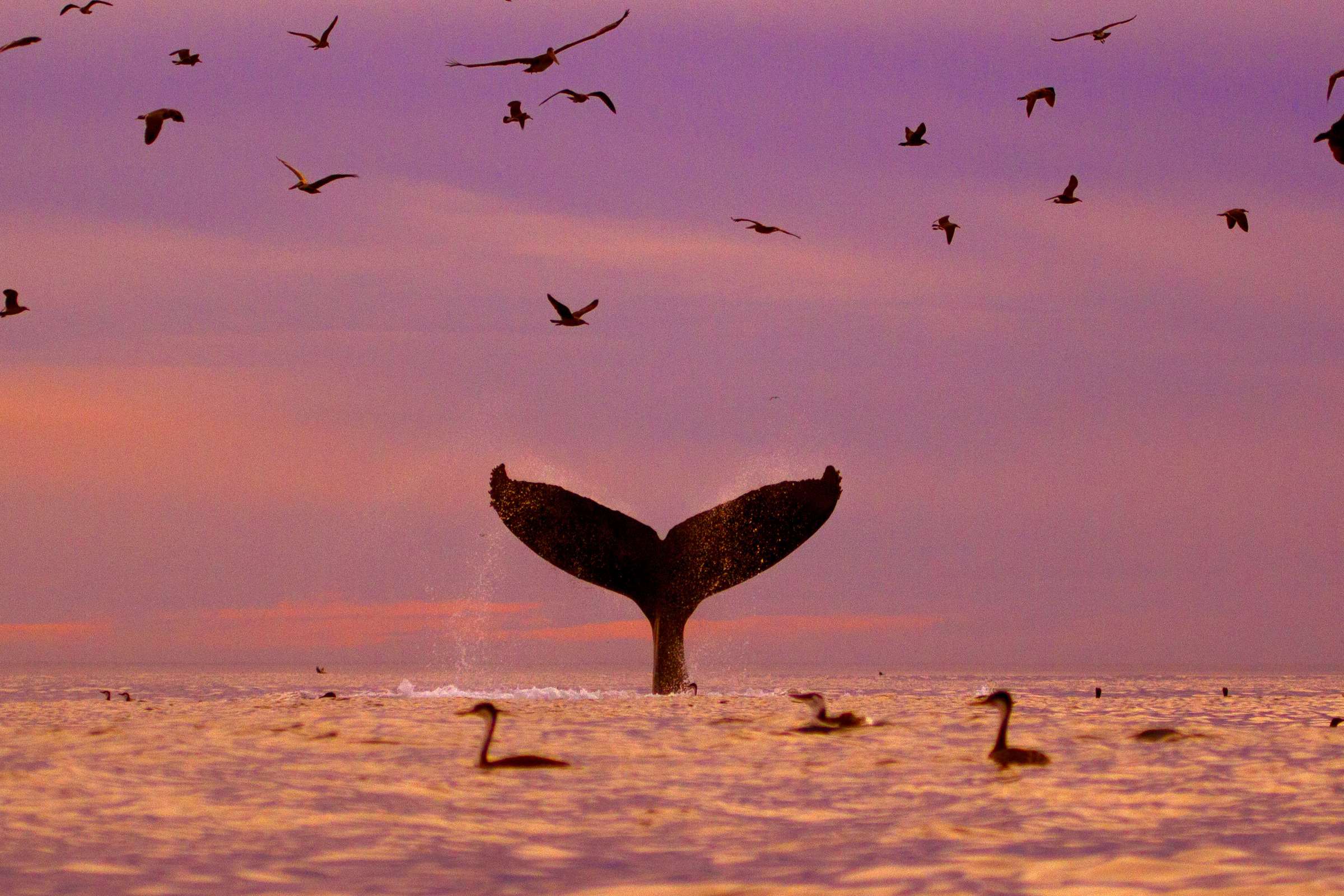 From giants to gardens: A fallen whale’s legacy | Stories | Monterey ...