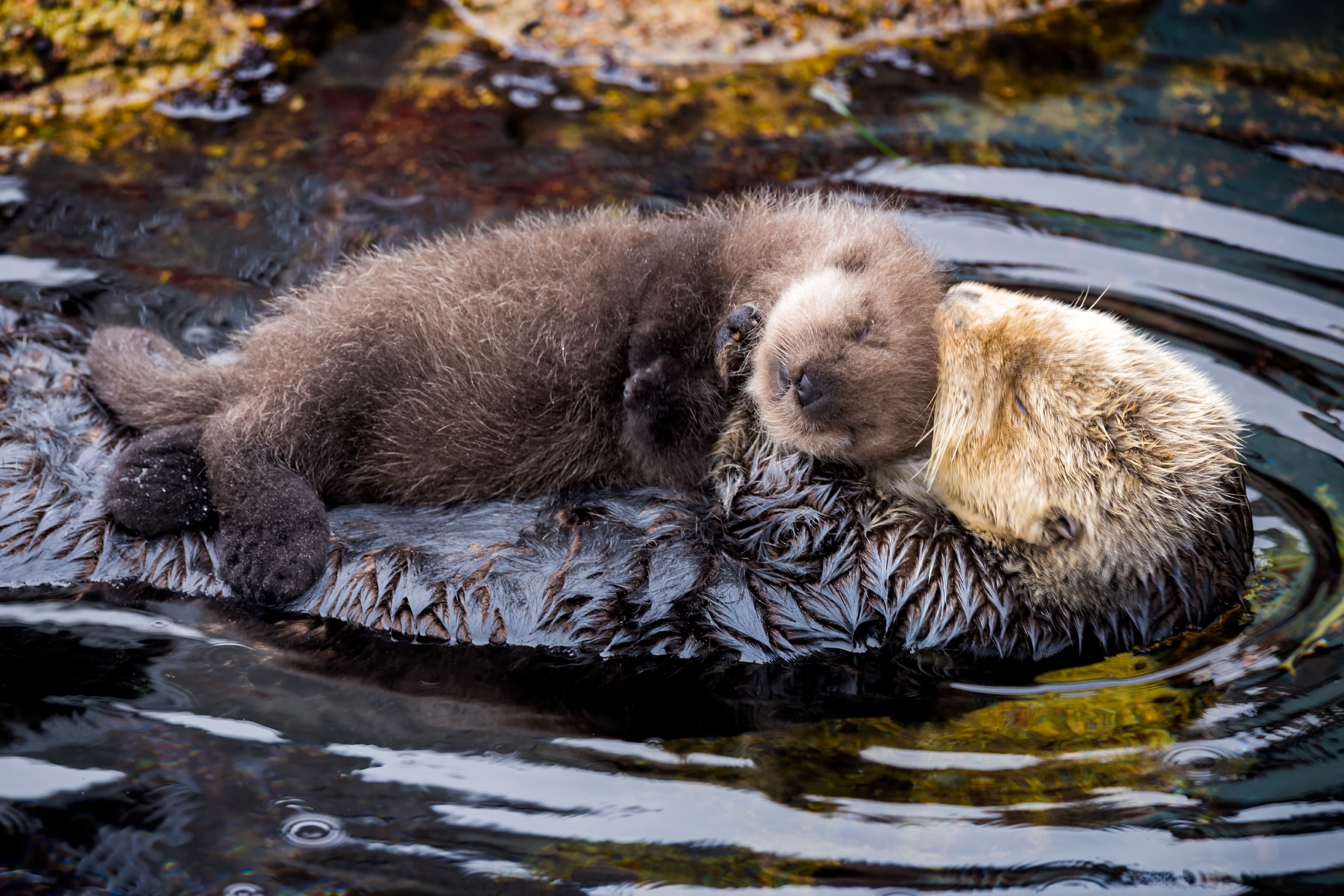 Decoding the sea otter genome | Stories | Monterey Bay Aquarium