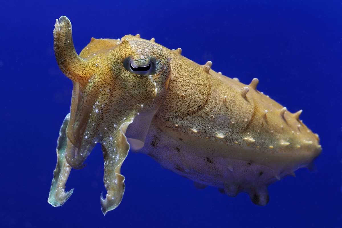 Broadclub cuttlefish | Animals | Monterey Bay Aquarium