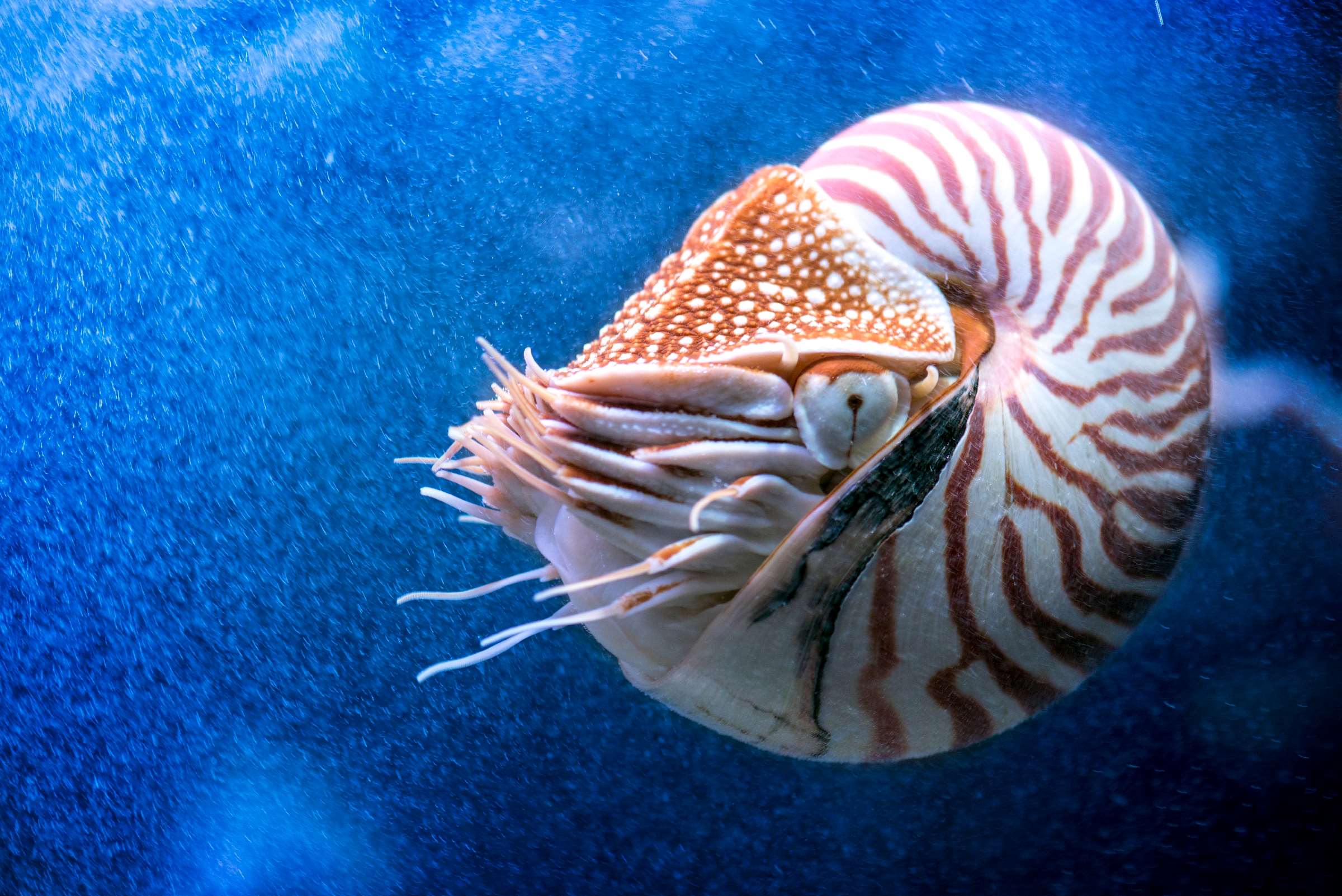 Nautilus Aquarium