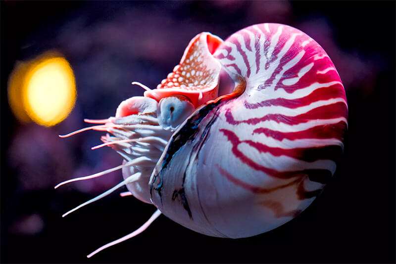 Cephalapod image gallery | Stories | Monterey Bay Aquarium