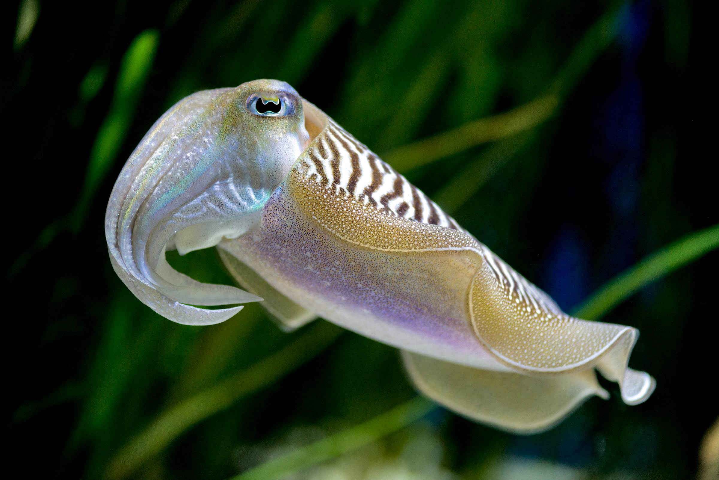 Common cuttlefish | Animals | Monterey Bay Aquarium