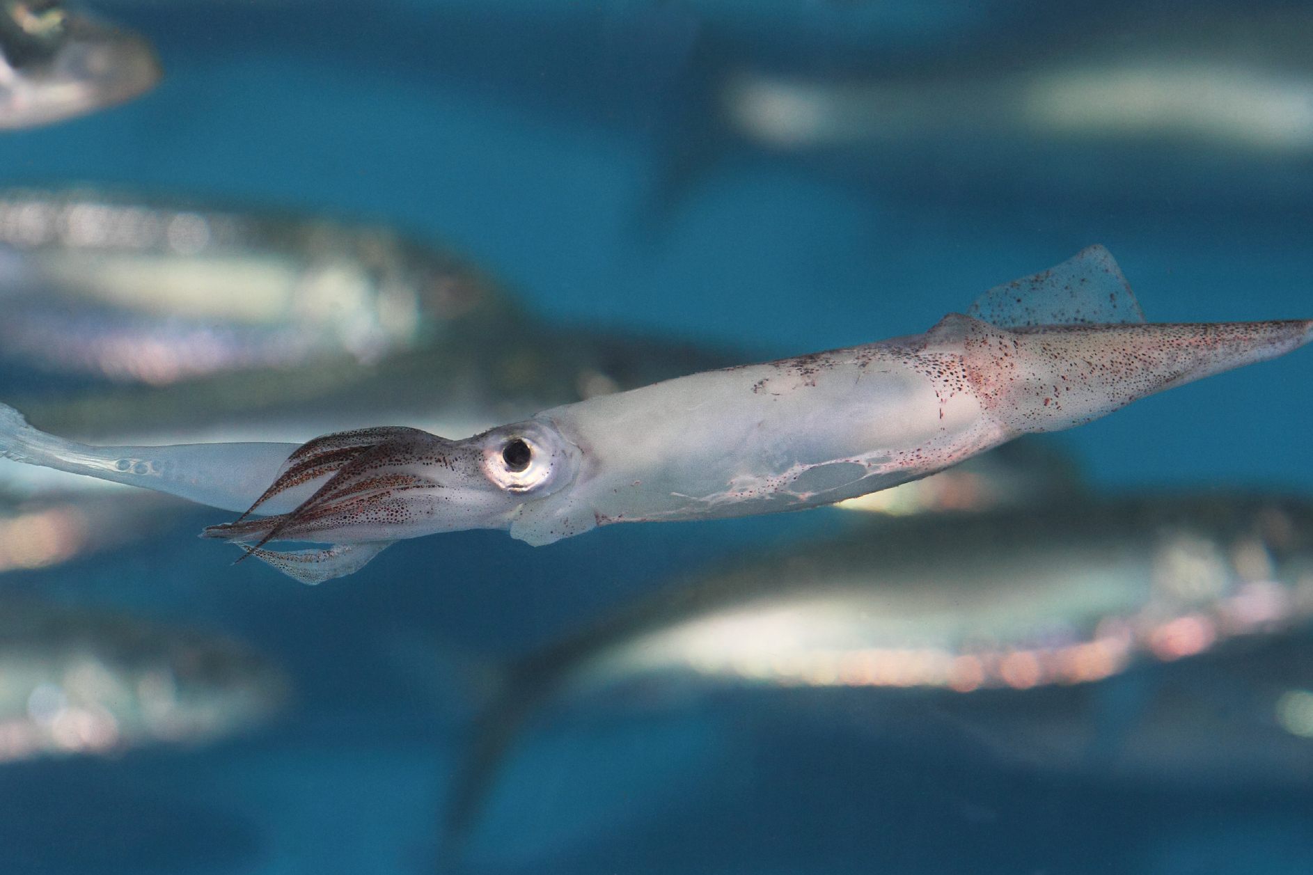 Common market squid | Animals | Monterey Bay Aquarium