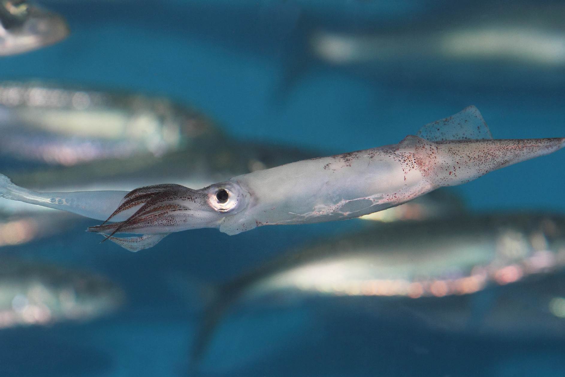 Common market squid | Animals | Monterey Bay Aquarium