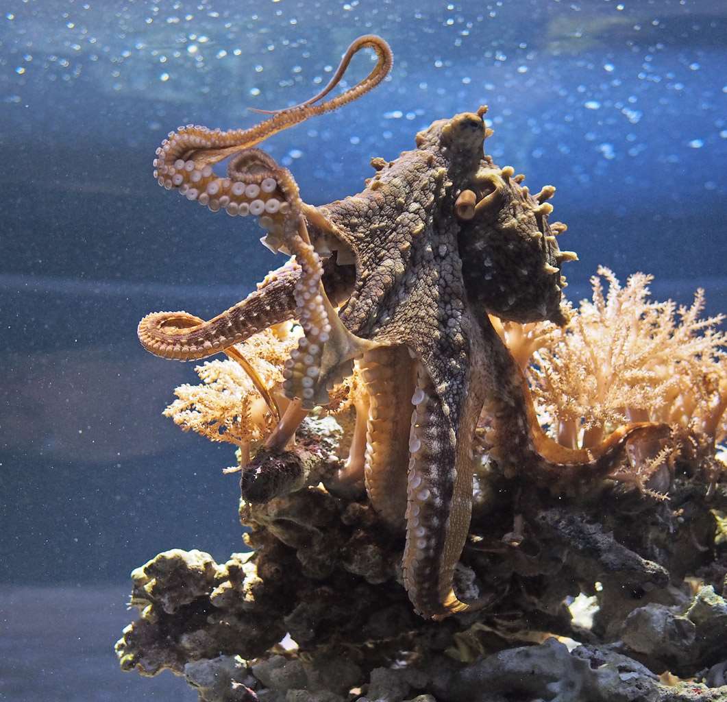 Day octopus | Animals | Monterey Bay Aquarium