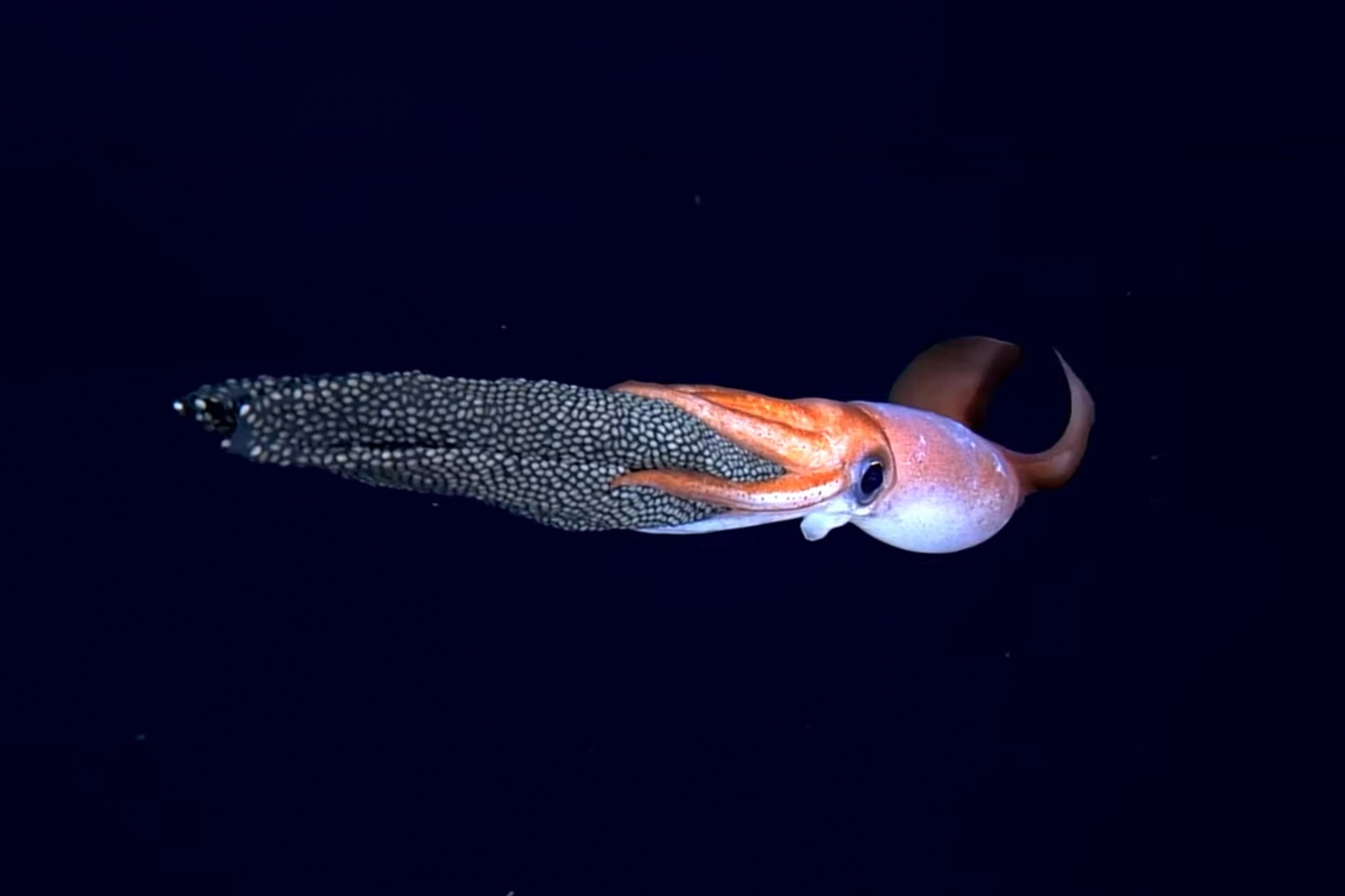 Deep Sea Squid