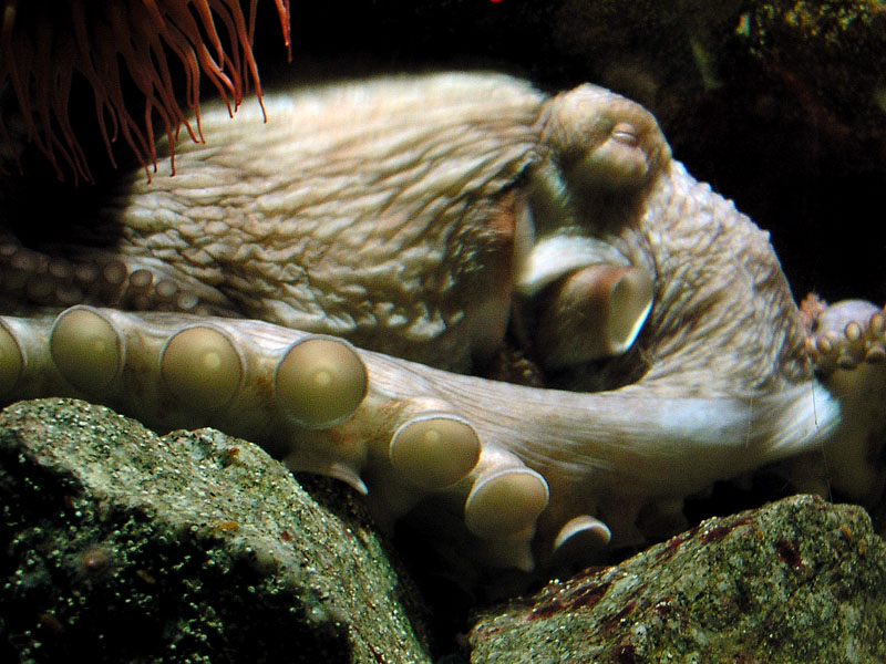 Giant Pacific octopus | Exhibit | Monterey Bay Aquarium