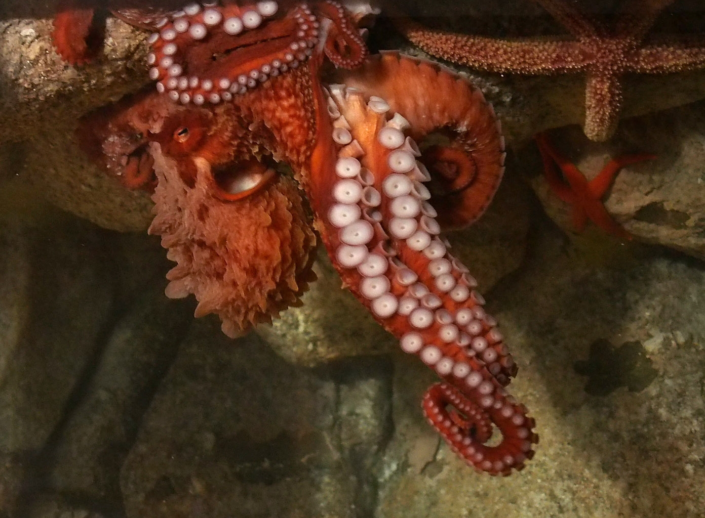 Giant Pacific octopus | Exhibit | Monterey Bay Aquarium