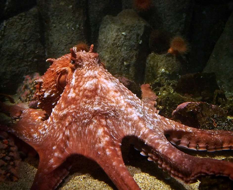 Giant Pacific Octopus Eating