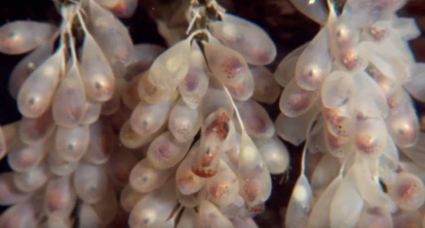 Octopus Laying Eggs