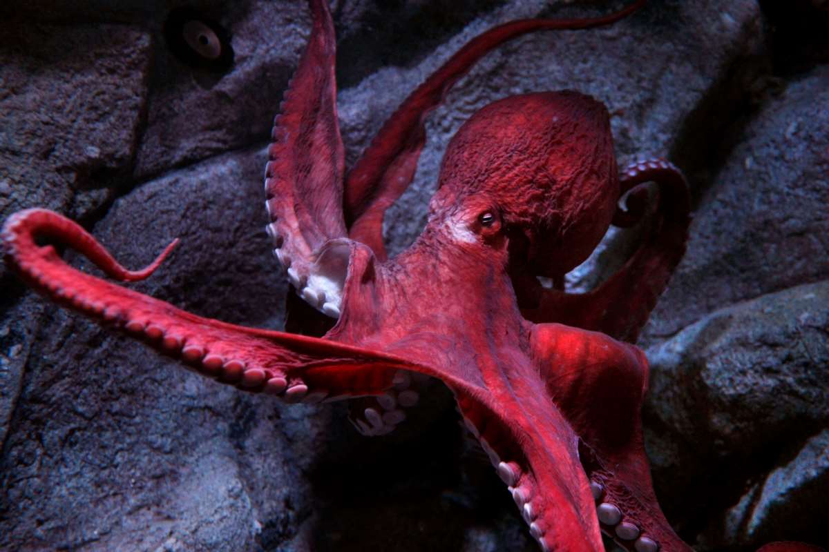 A tribute to Randy Wilder | Stories | Monterey Bay Aquarium