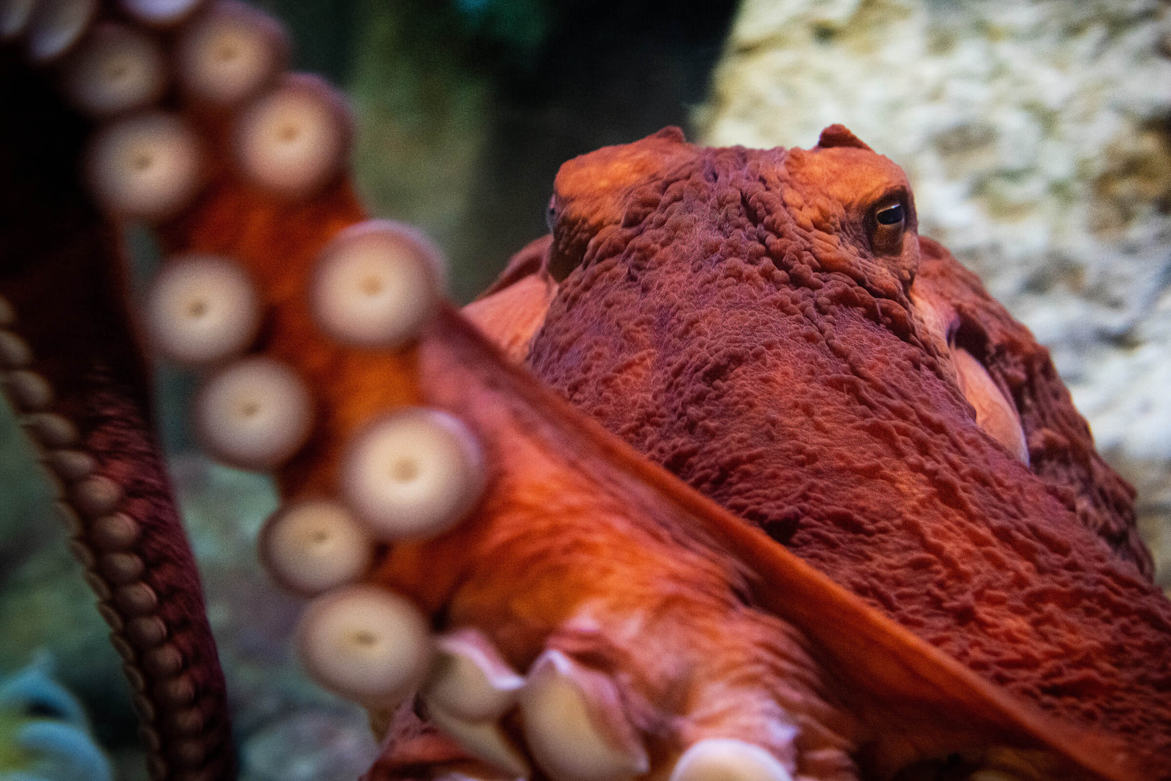 Location filming and photography | Newsroom | Monterey Bay Aquarium