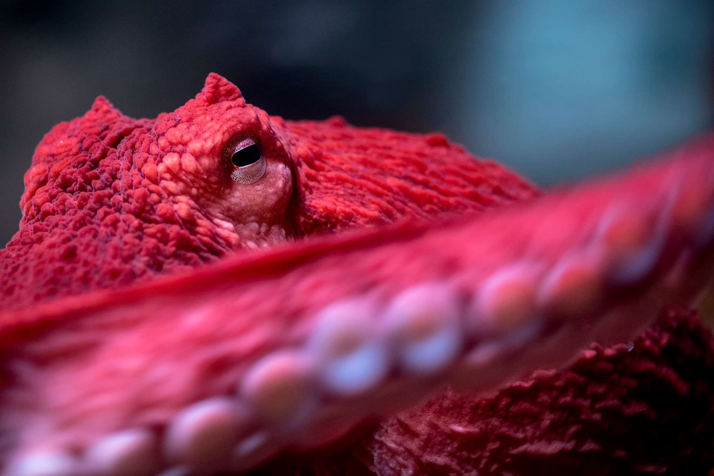 Giant Pacific octopus | Animals | Monterey Bay Aquarium