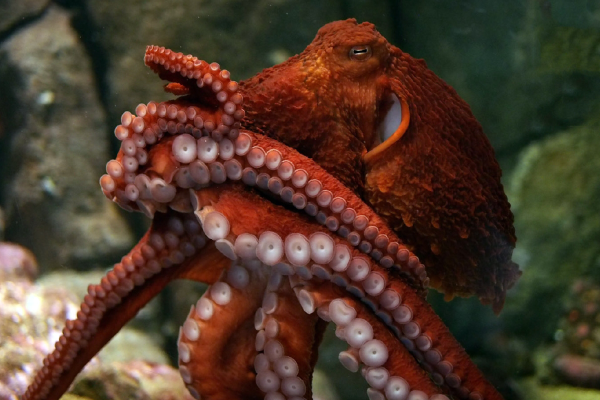 Giant Pacific octopus | Animals | Monterey Bay Aquarium