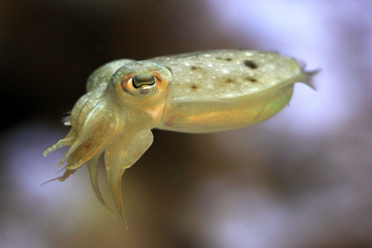 Common cuttlefish | Animals | Monterey Bay Aquarium