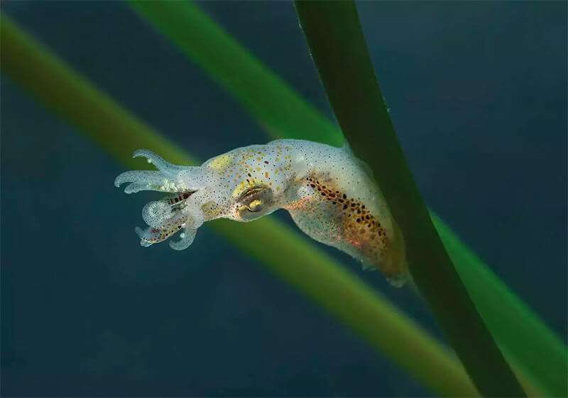 Cephalapod image gallery | Stories | Monterey Bay Aquarium