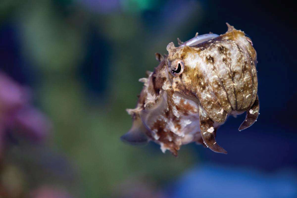 Cephalapod image gallery | Stories | Monterey Bay Aquarium