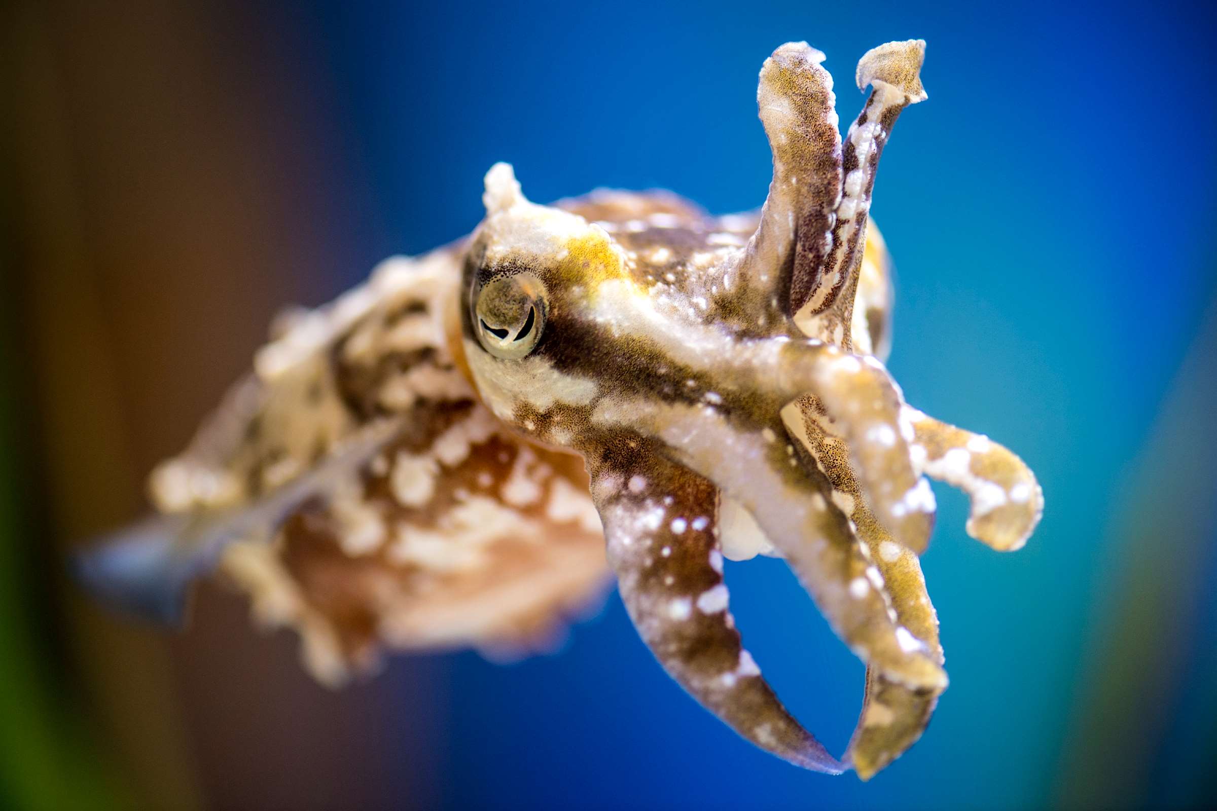 Raising cephalopods | Stories | Monterey Bay Aquarium