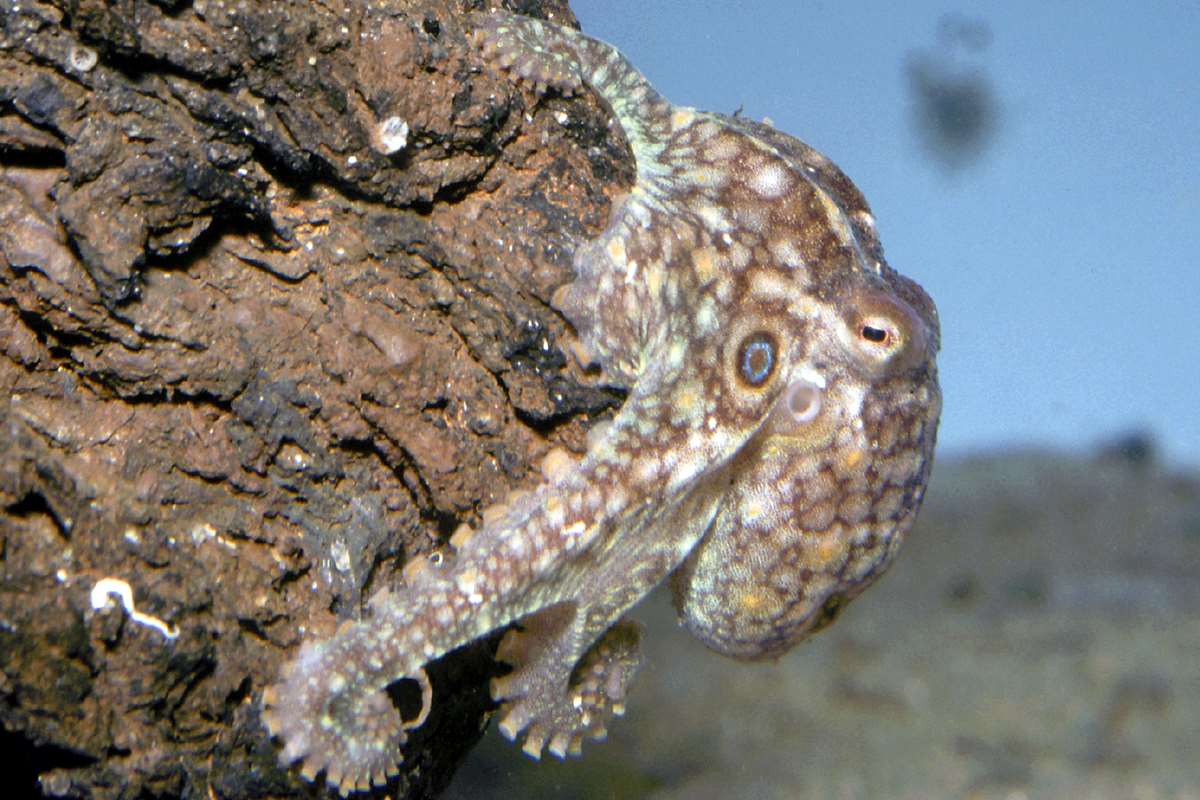 Two-spot octopus | Animals | Monterey Bay Aquarium