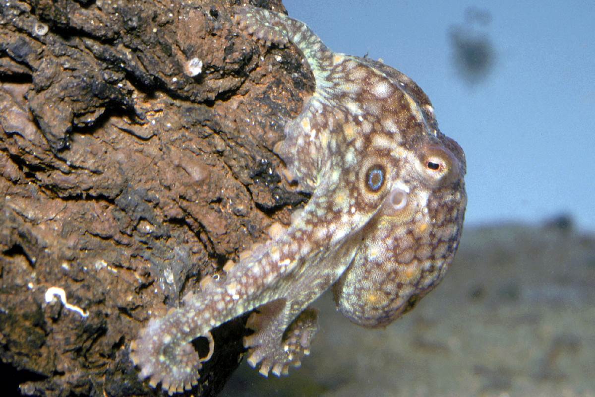 Two-spot octopus | Animals | Monterey Bay Aquarium