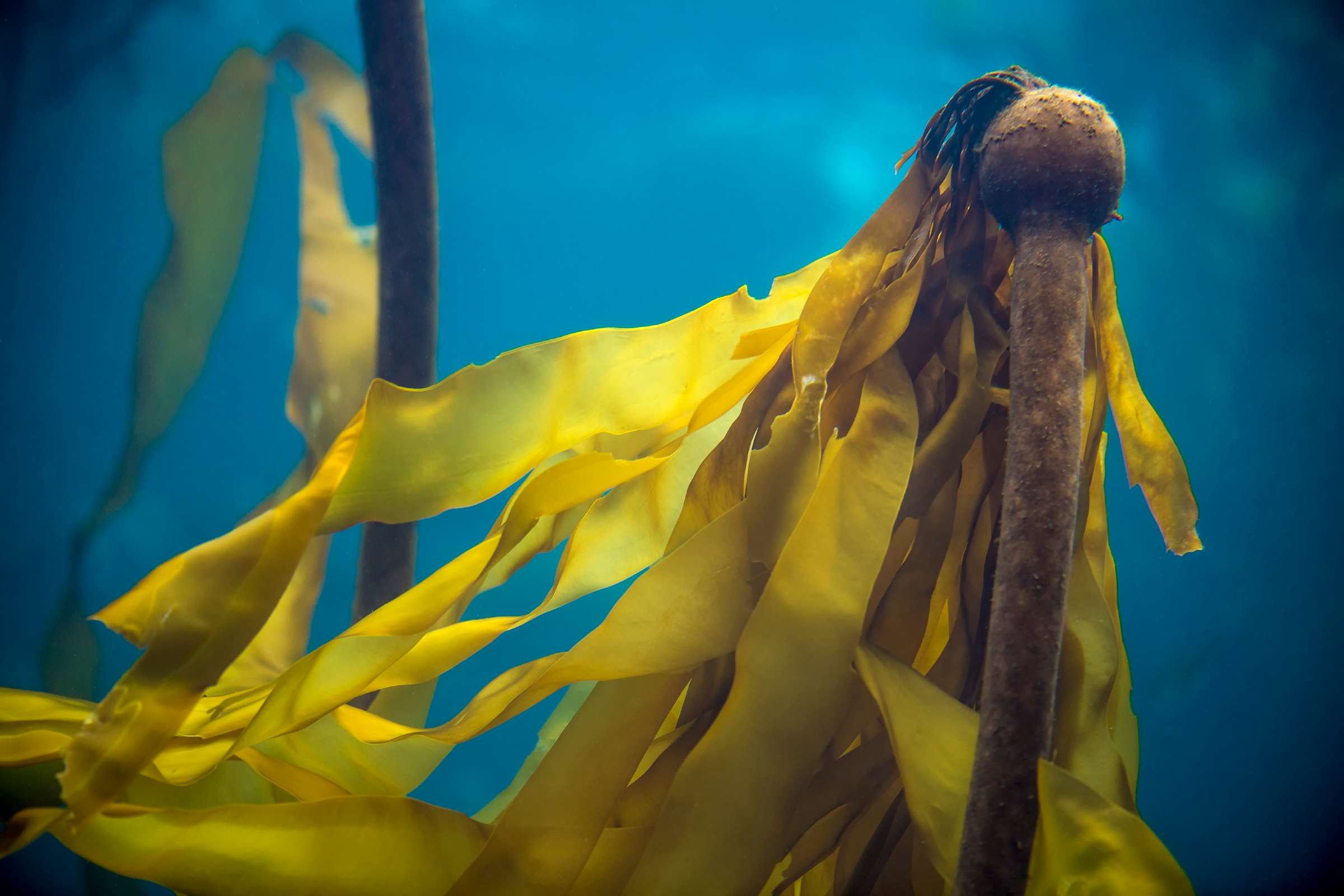 Bull kelp | Animals | Monterey Bay Aquarium