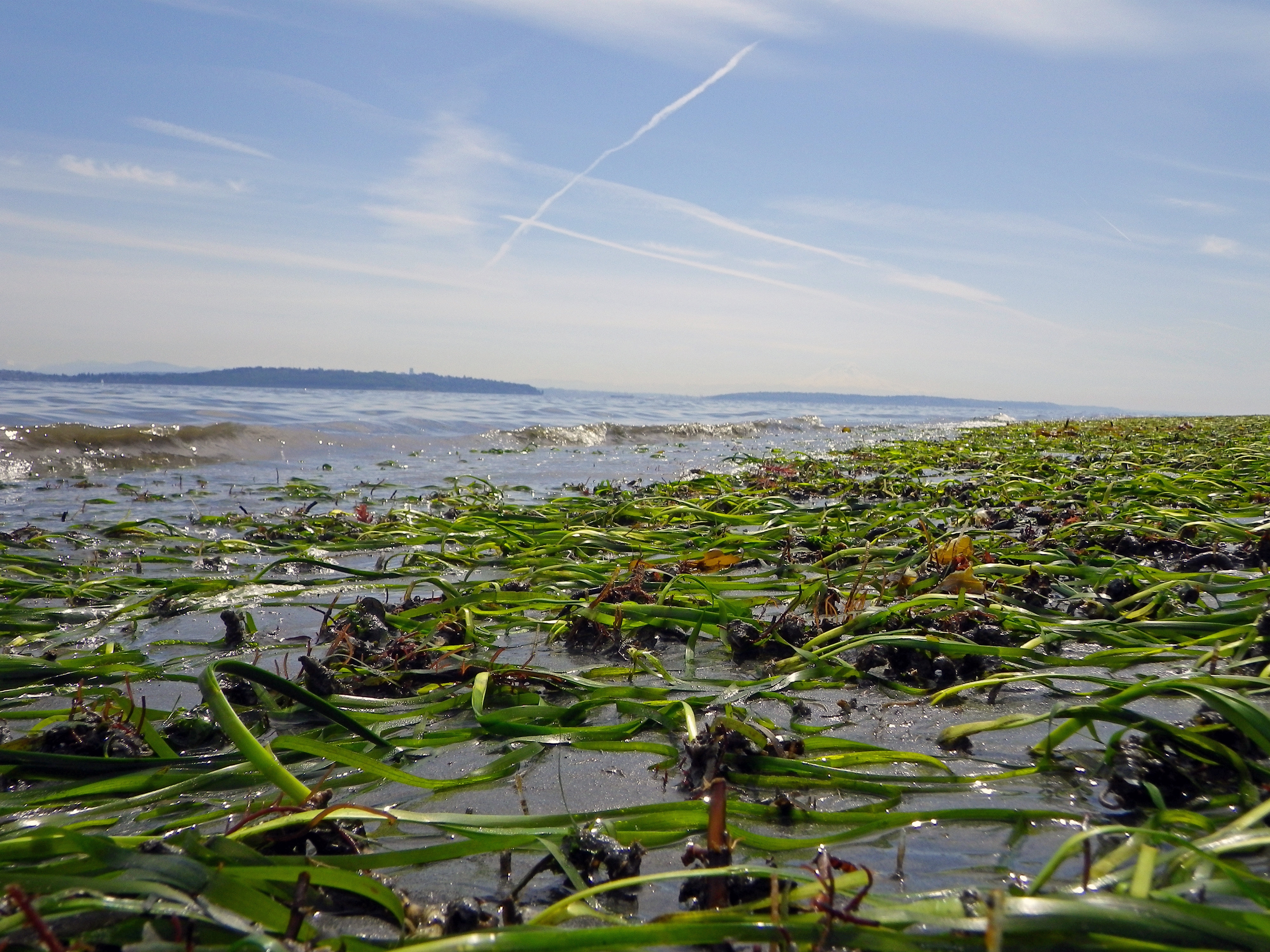 Eelgrass | Animals | Monterey Bay Aquarium