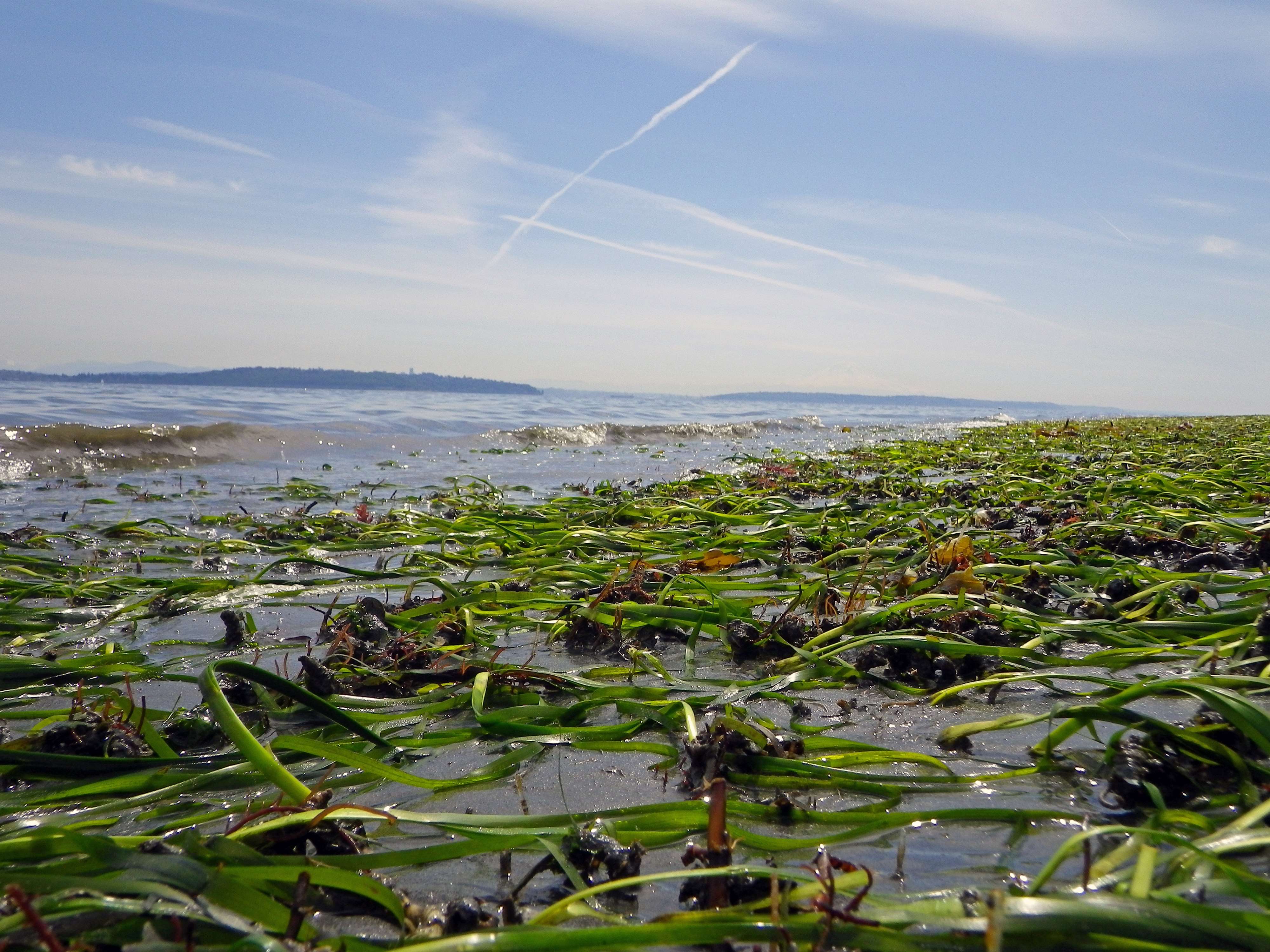 Eelgrass | Animals | Monterey Bay Aquarium