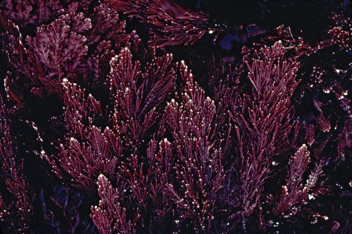 Red coralline algae | Animals | Monterey Bay Aquarium