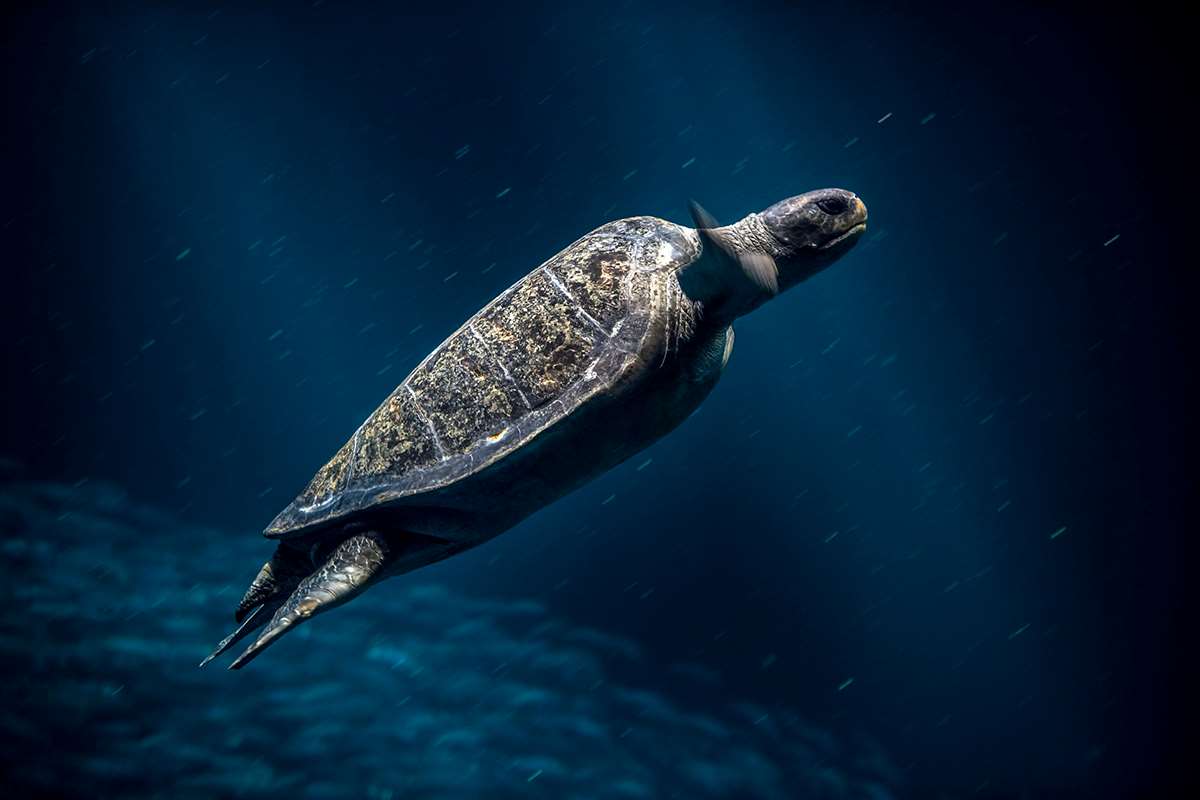 Green turtle | Monterey Bay Aquarium