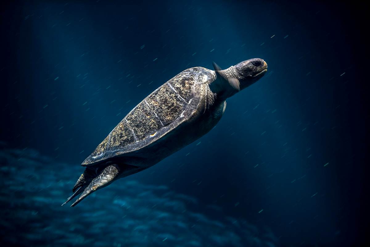Green turtle | Monterey Bay Aquarium