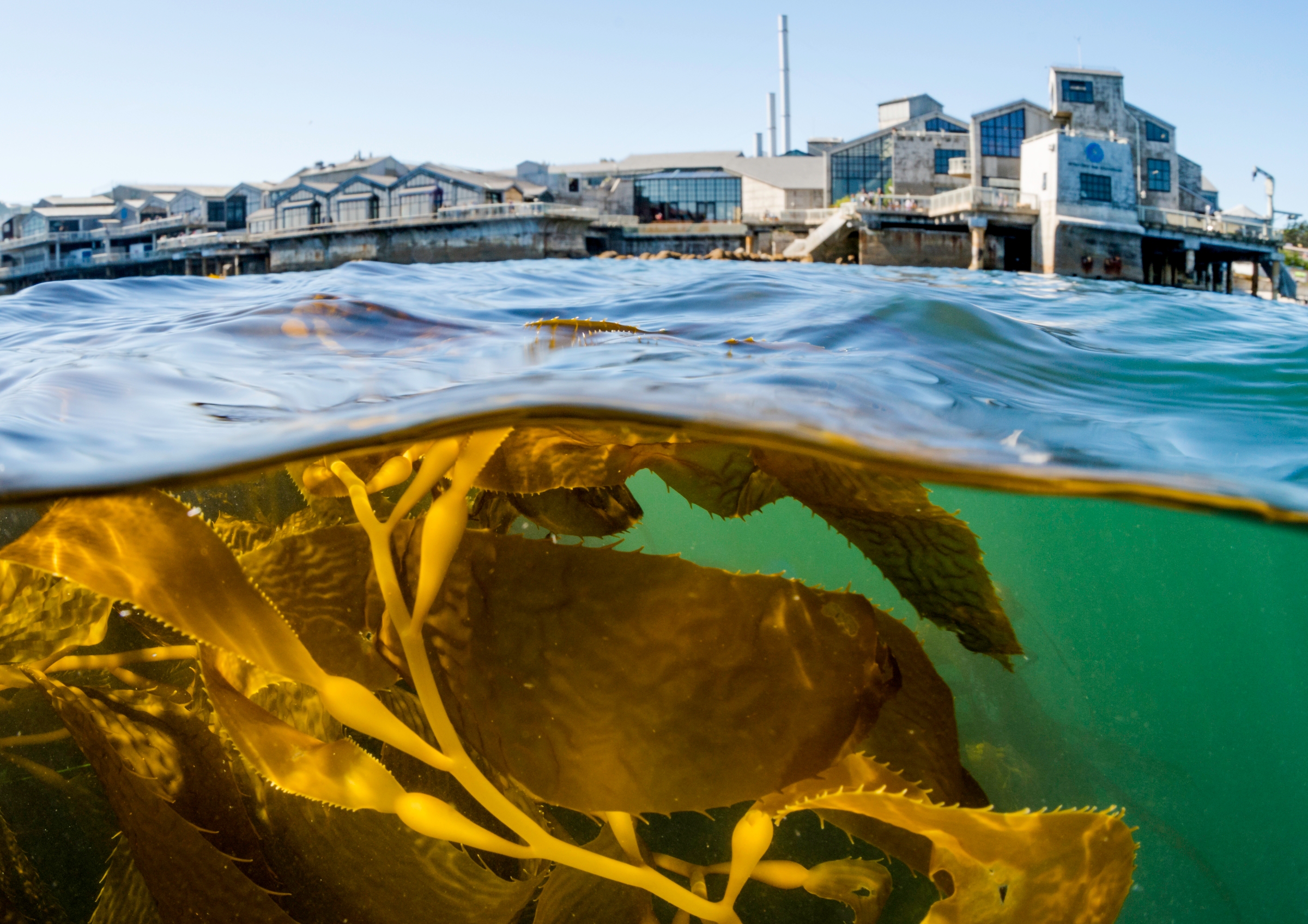 California ocean ecosystems | What we do | Monterey Bay Aquarium