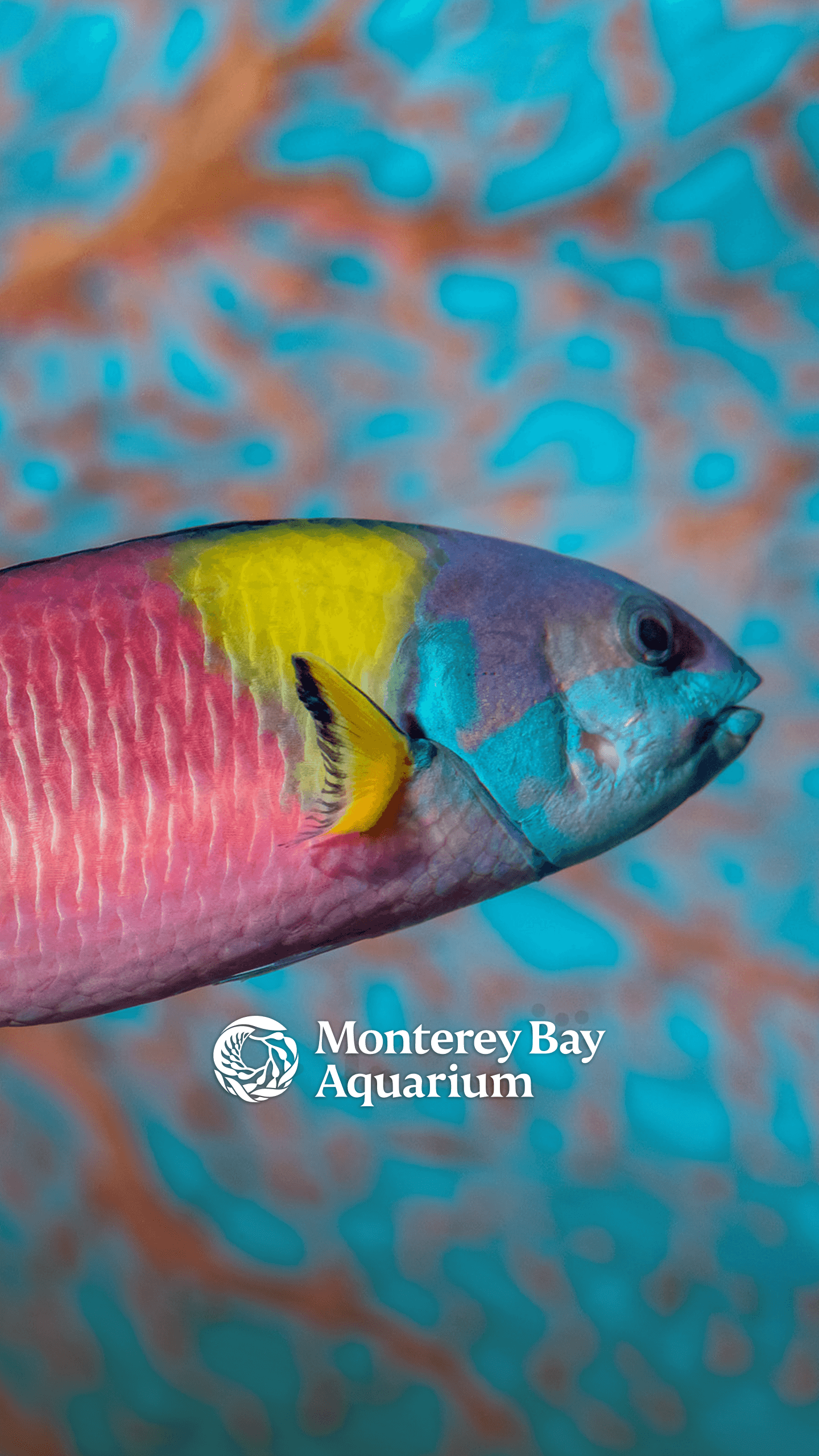 Pride mobile wallpapers from the Monterey Bay Aquarium