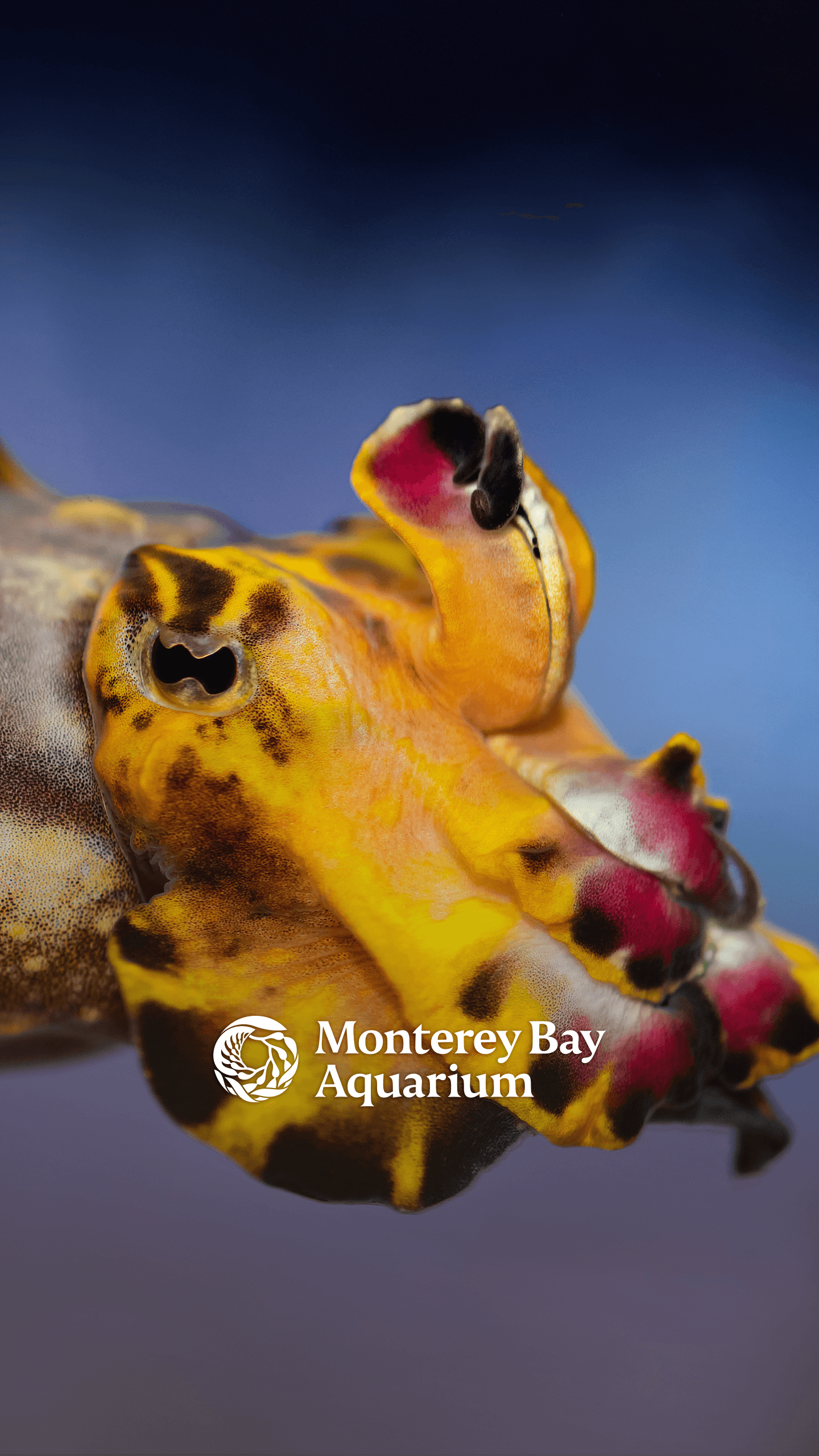 Pride mobile wallpapers from the Monterey Bay Aquarium