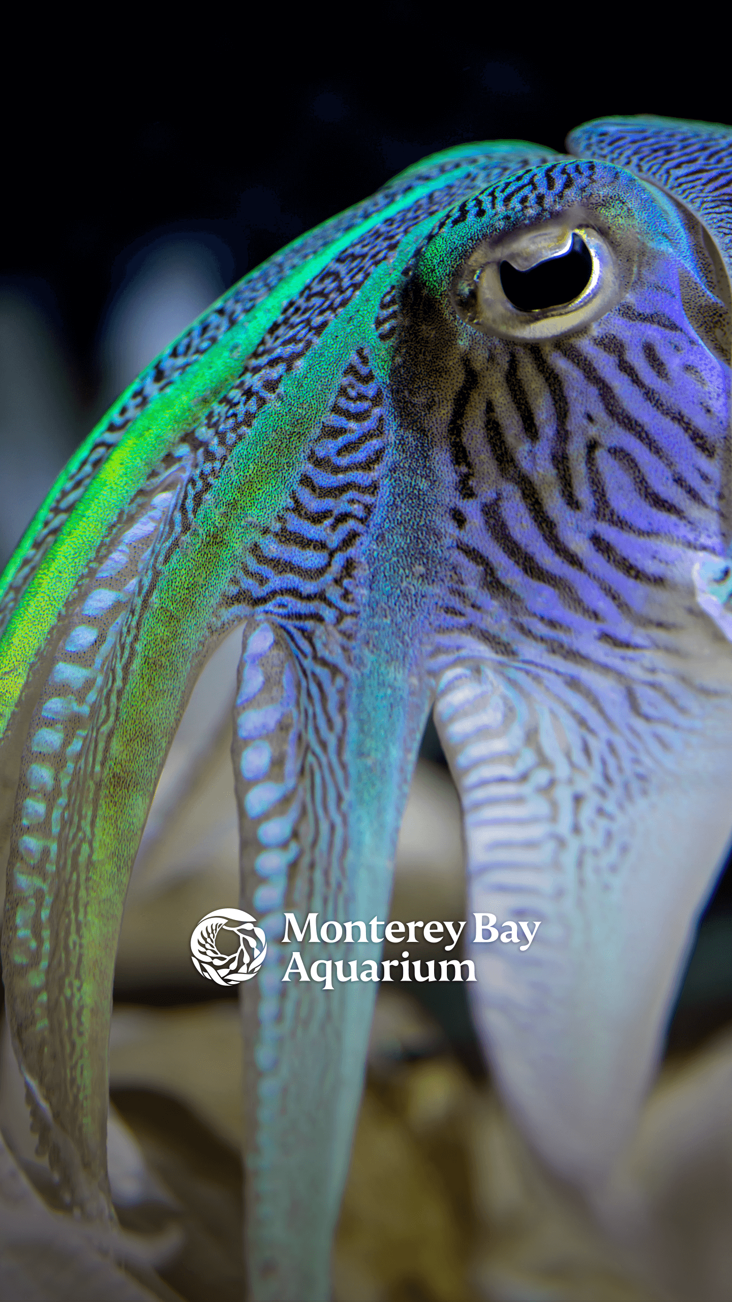 Pride mobile wallpapers from the Monterey Bay Aquarium