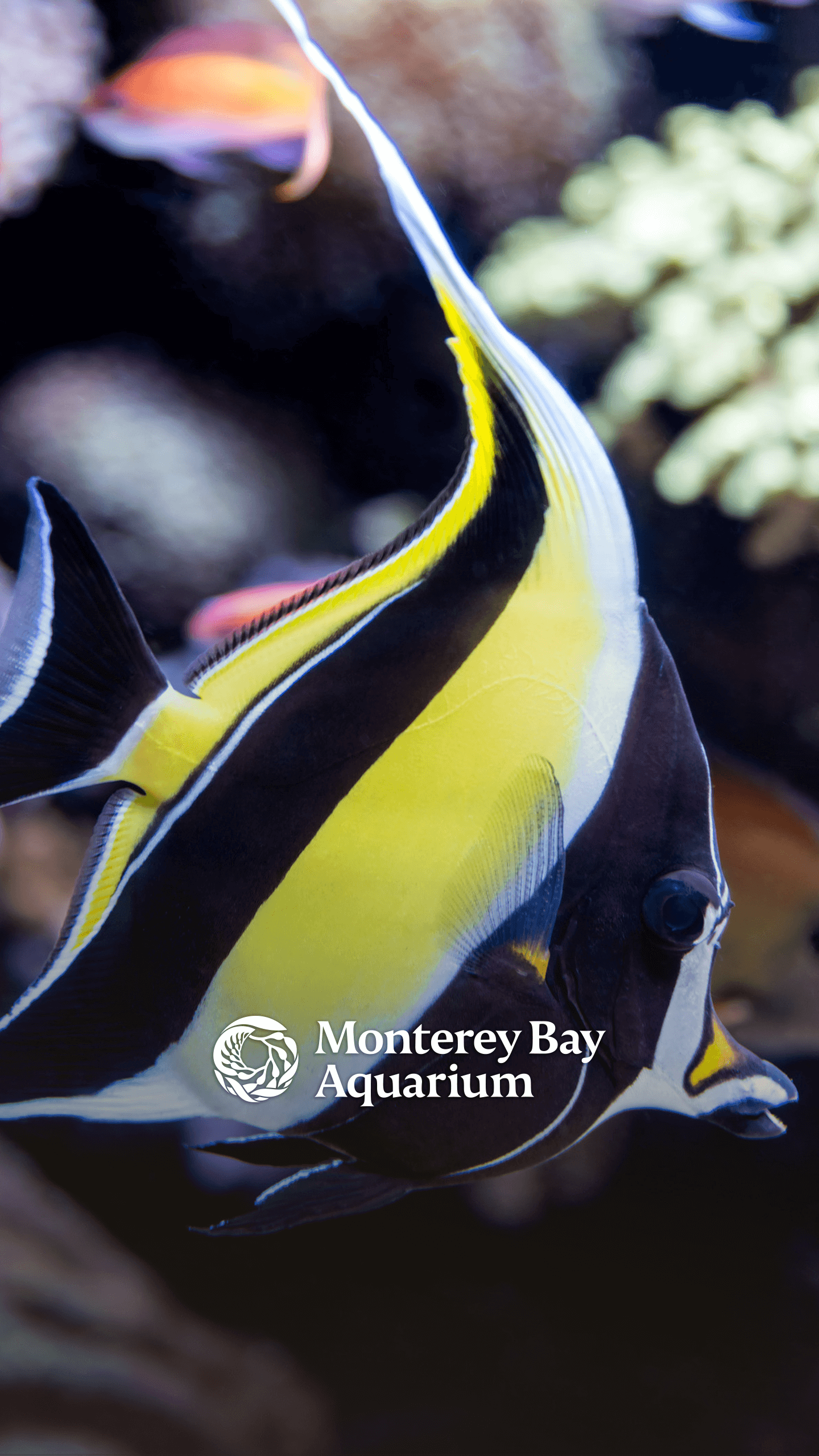 Pride mobile wallpapers from the Monterey Bay Aquarium