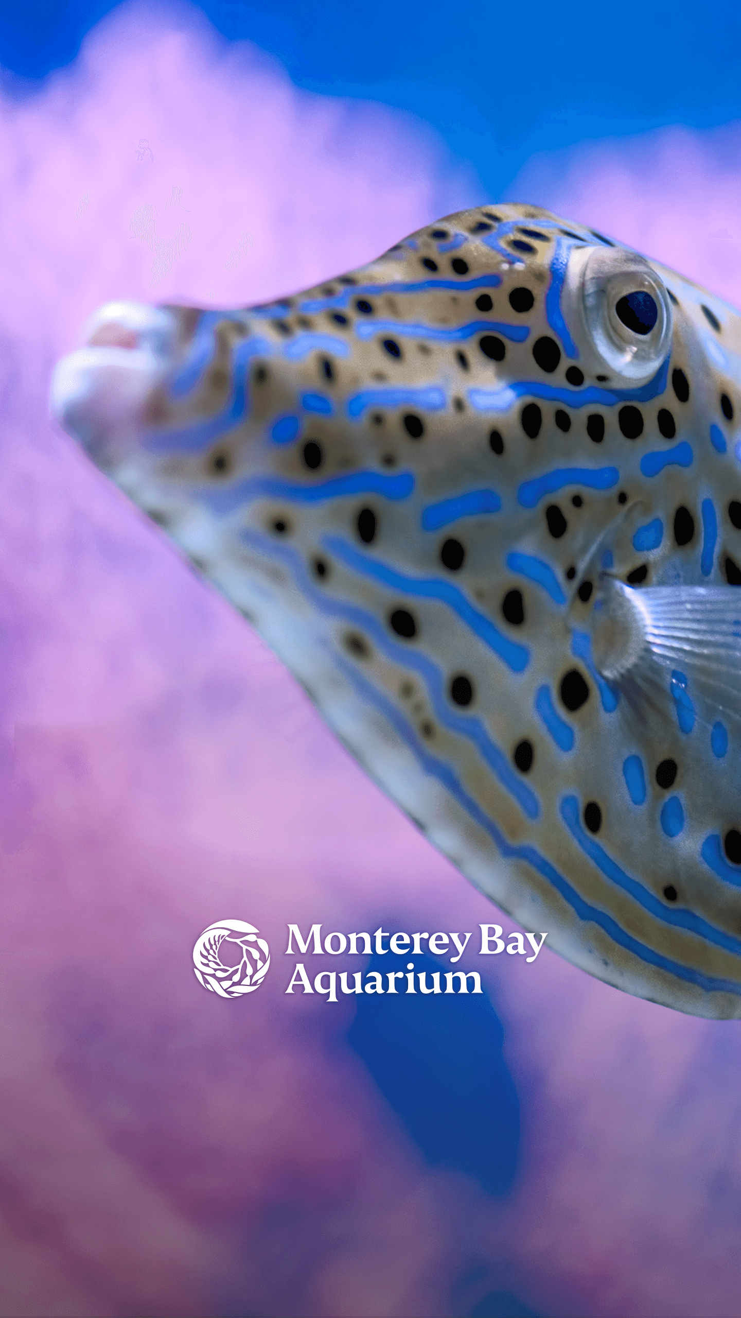 Pride mobile wallpapers from the Monterey Bay Aquarium