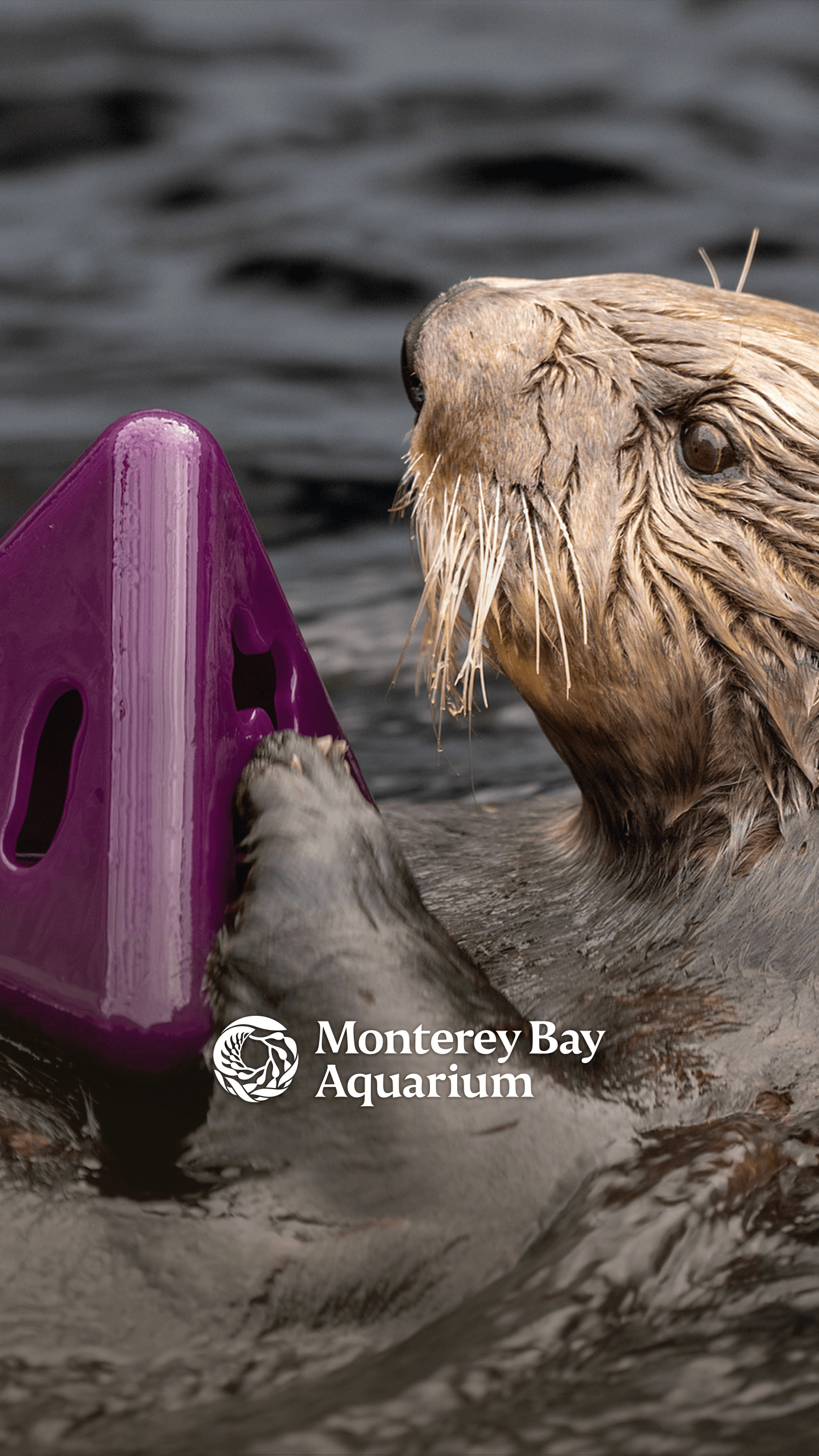 Pride mobile wallpapers from the Monterey Bay Aquarium