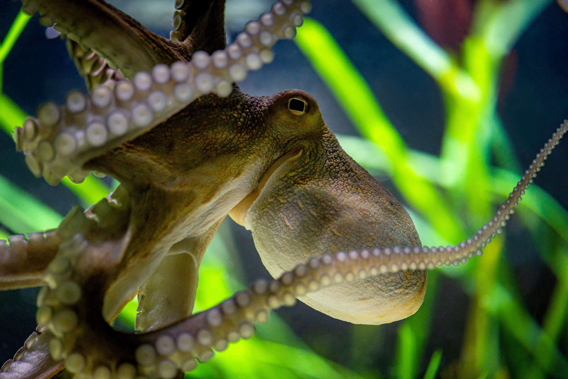 Pride mobile wallpapers from the Monterey Bay Aquarium