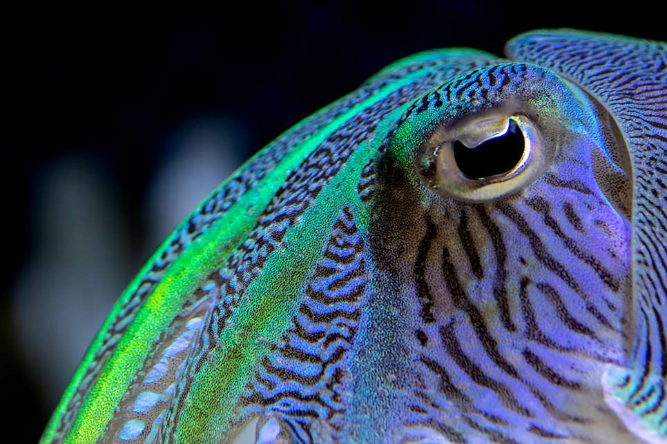 Pride mobile wallpapers from the Monterey Bay Aquarium