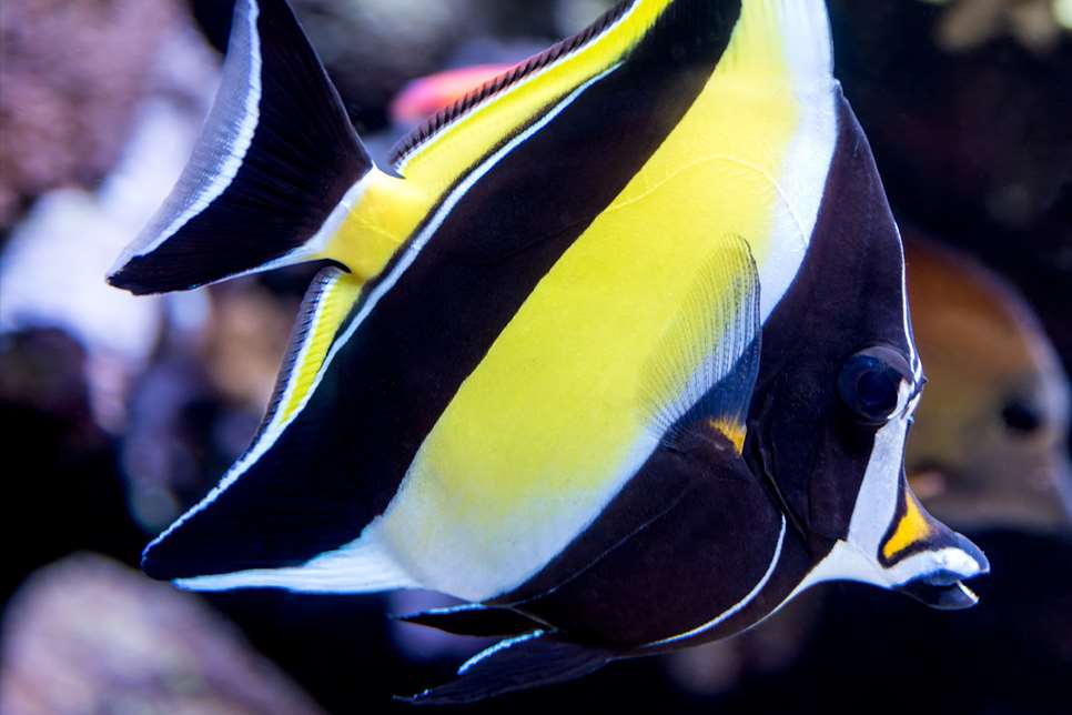 Pride mobile wallpapers from the Monterey Bay Aquarium