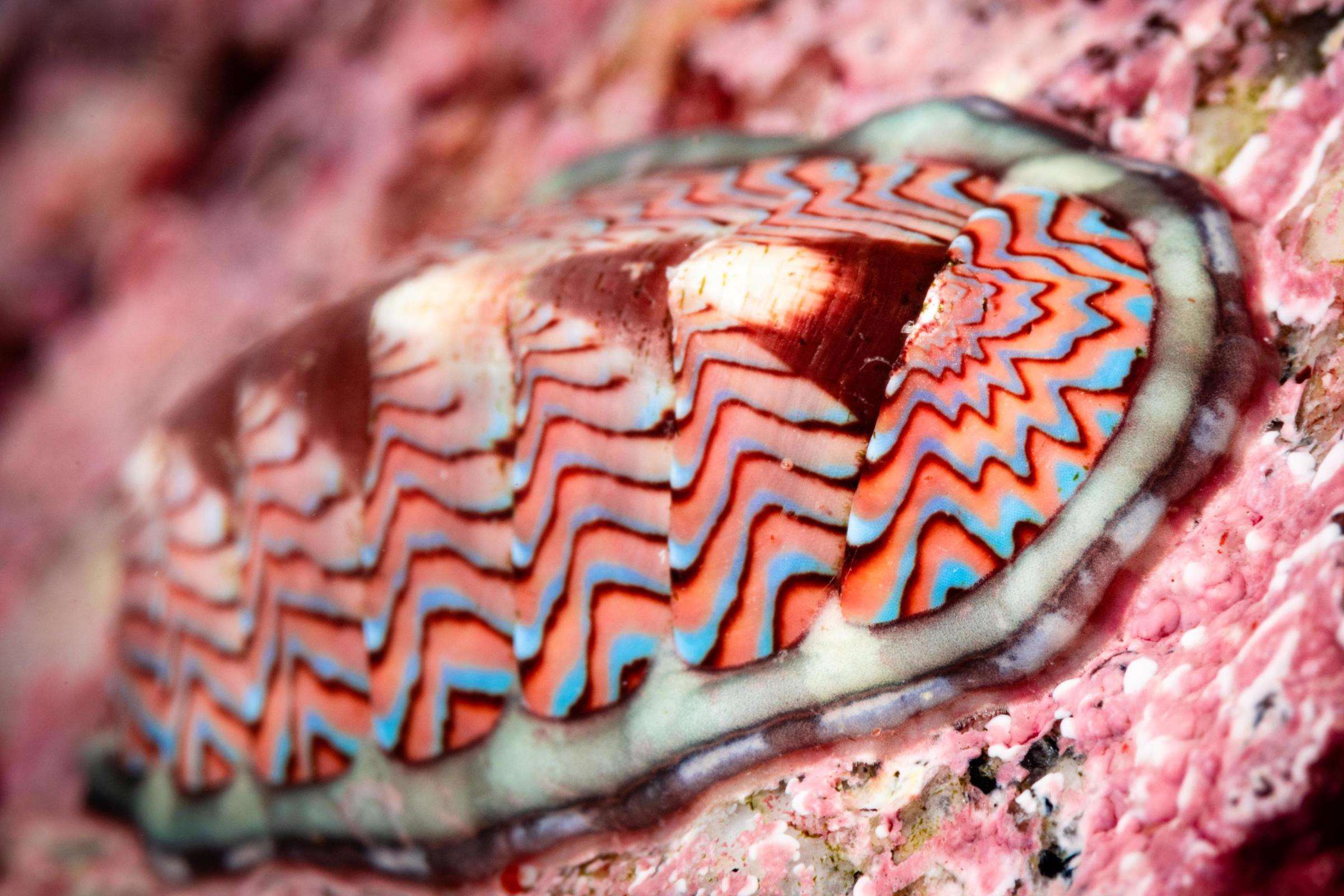 Pride mobile wallpapers from the Monterey Bay Aquarium