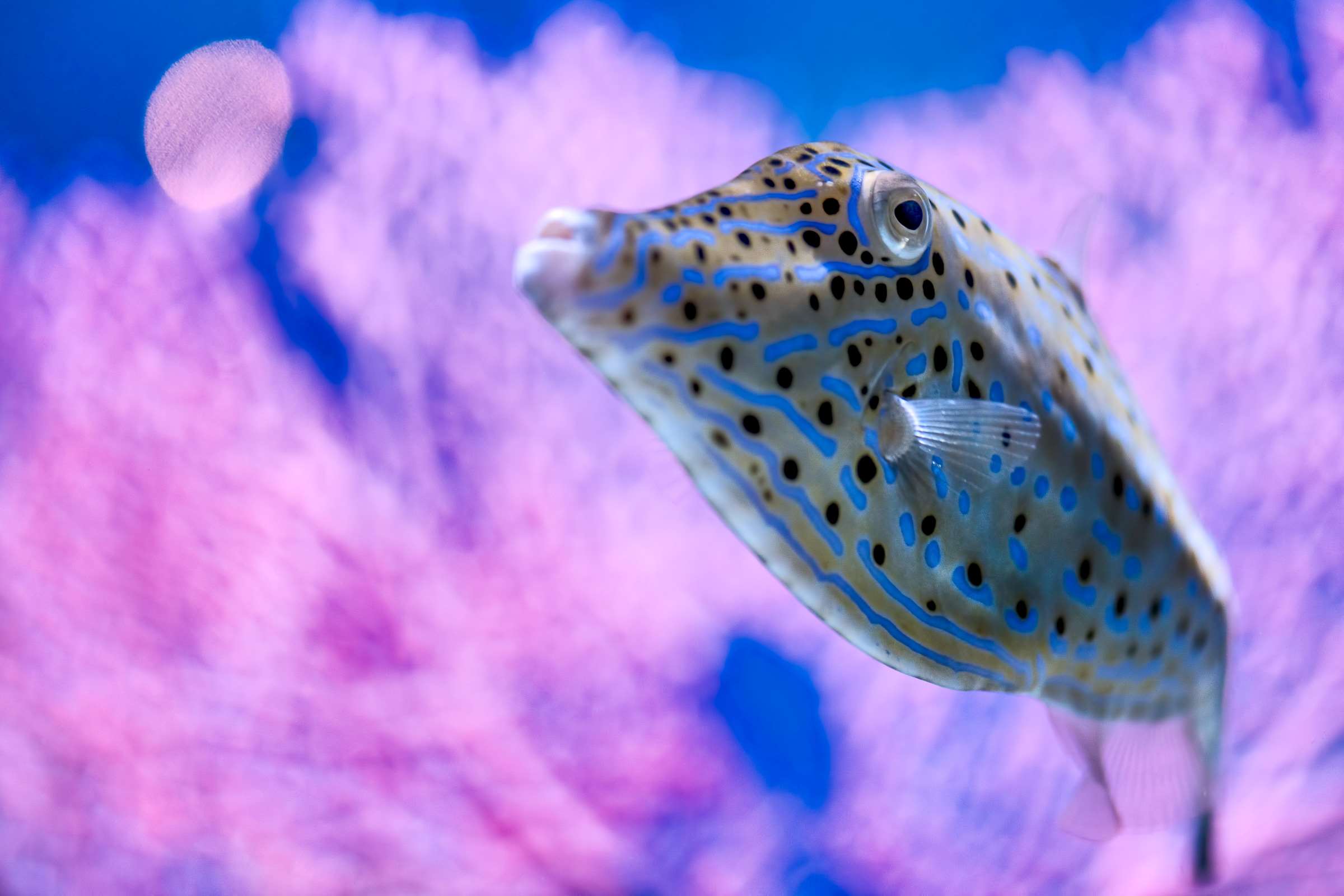 Pride mobile wallpapers from the Monterey Bay Aquarium