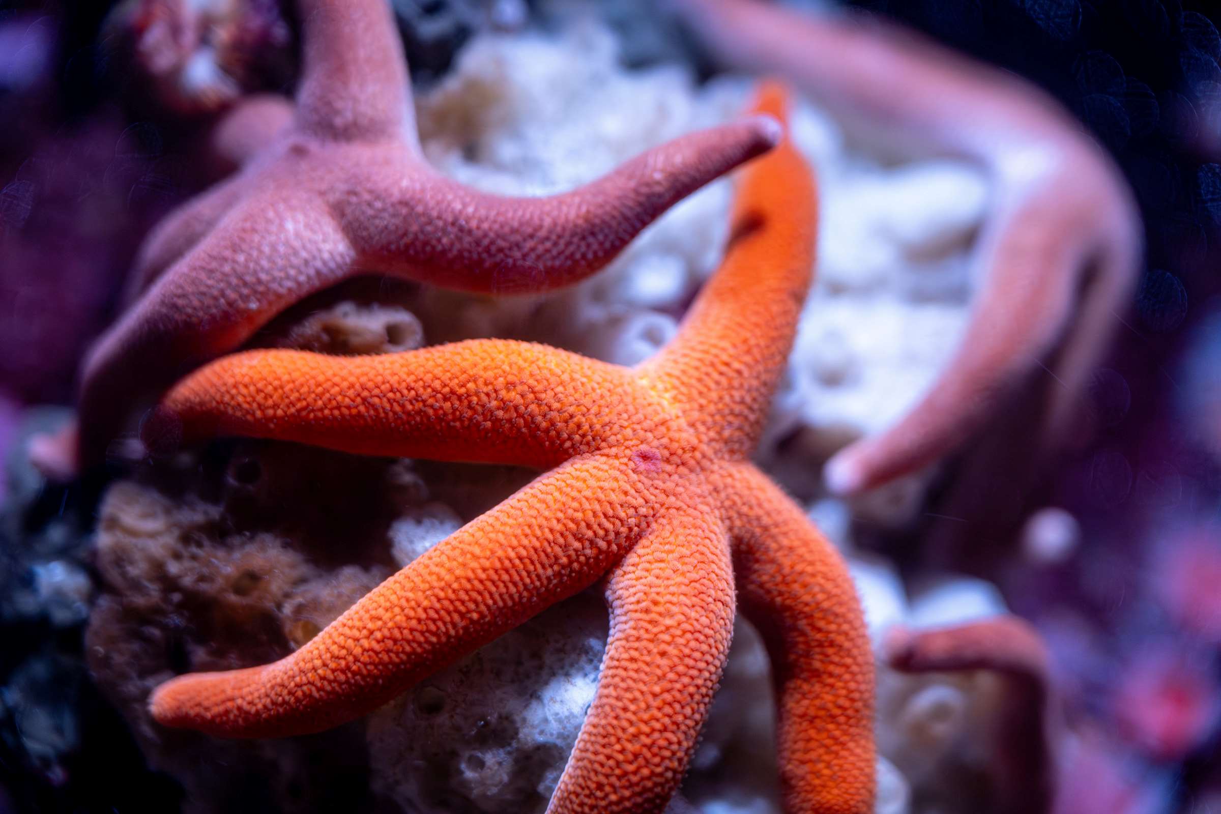 Pride mobile wallpapers from the Monterey Bay Aquarium