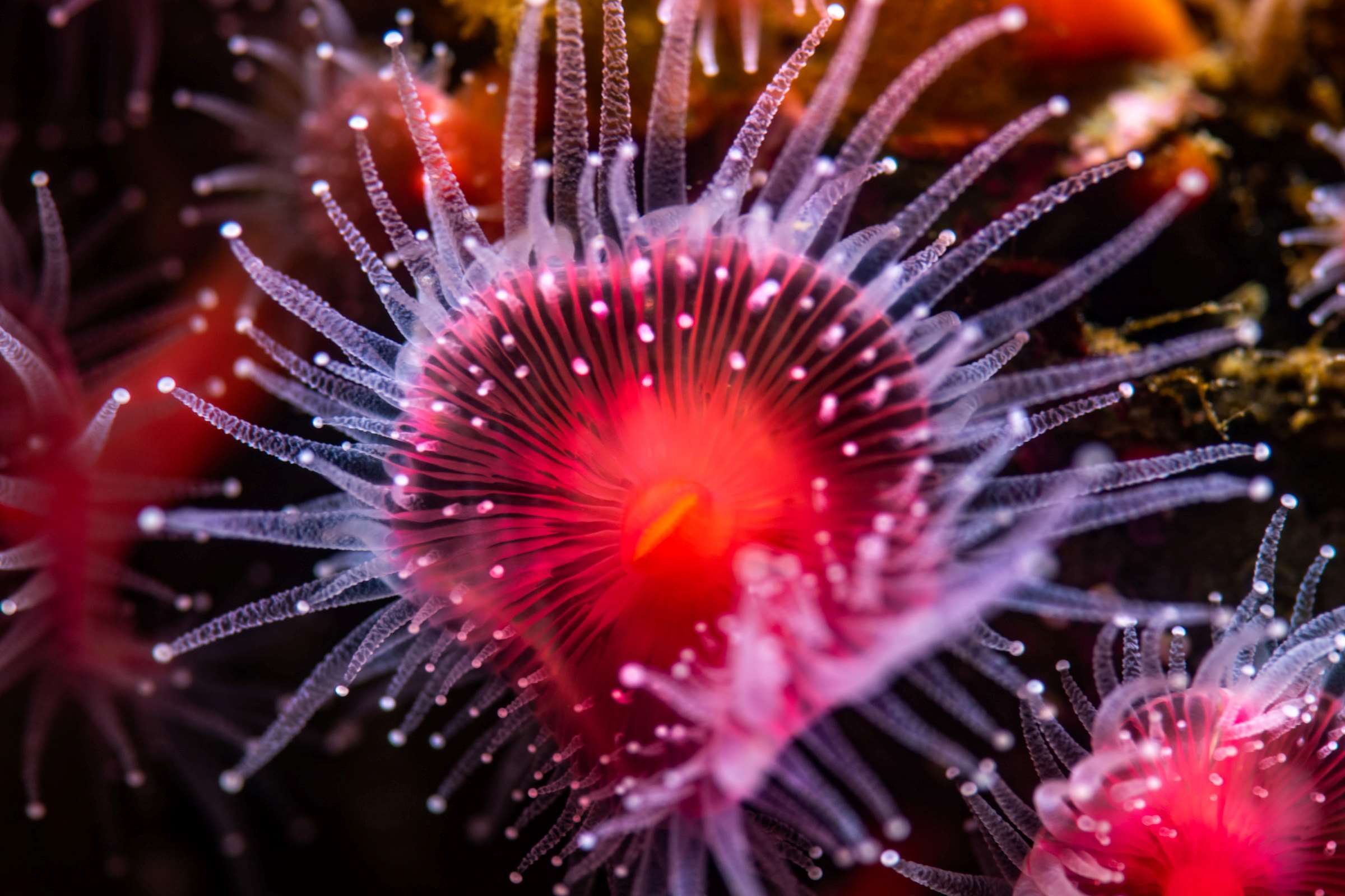 Pride mobile wallpapers from the Monterey Bay Aquarium
