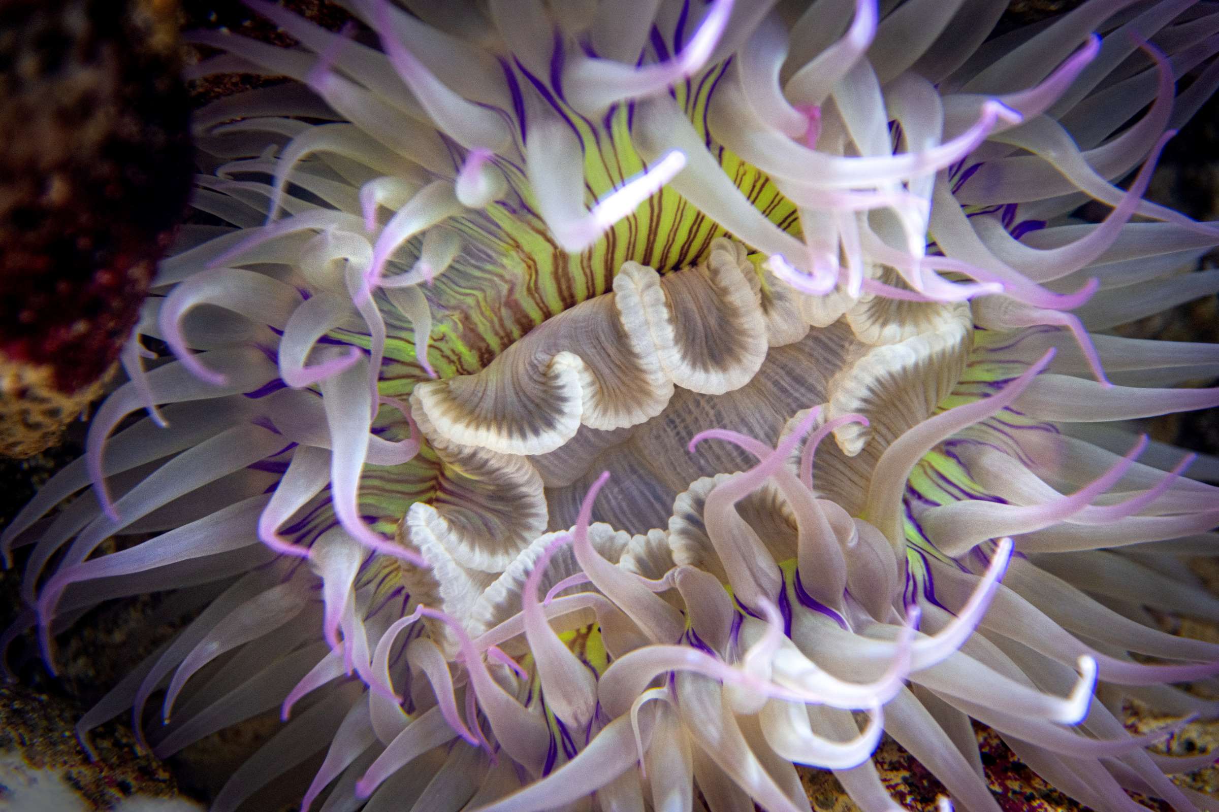 Pride mobile wallpapers from the Monterey Bay Aquarium