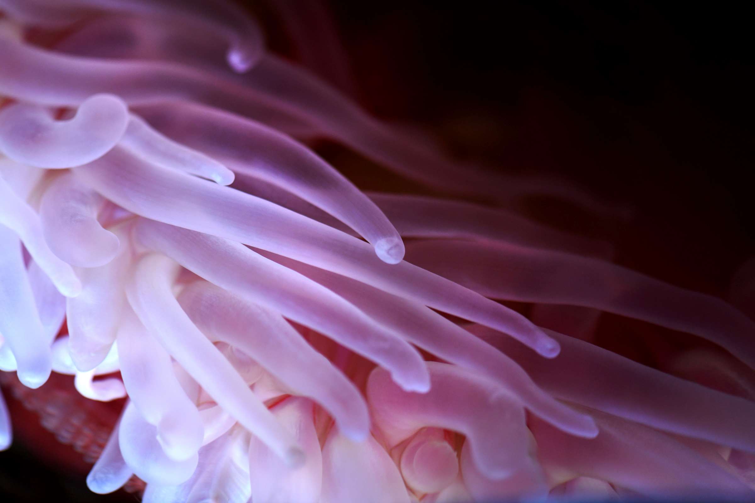 Pride mobile wallpapers from the Monterey Bay Aquarium