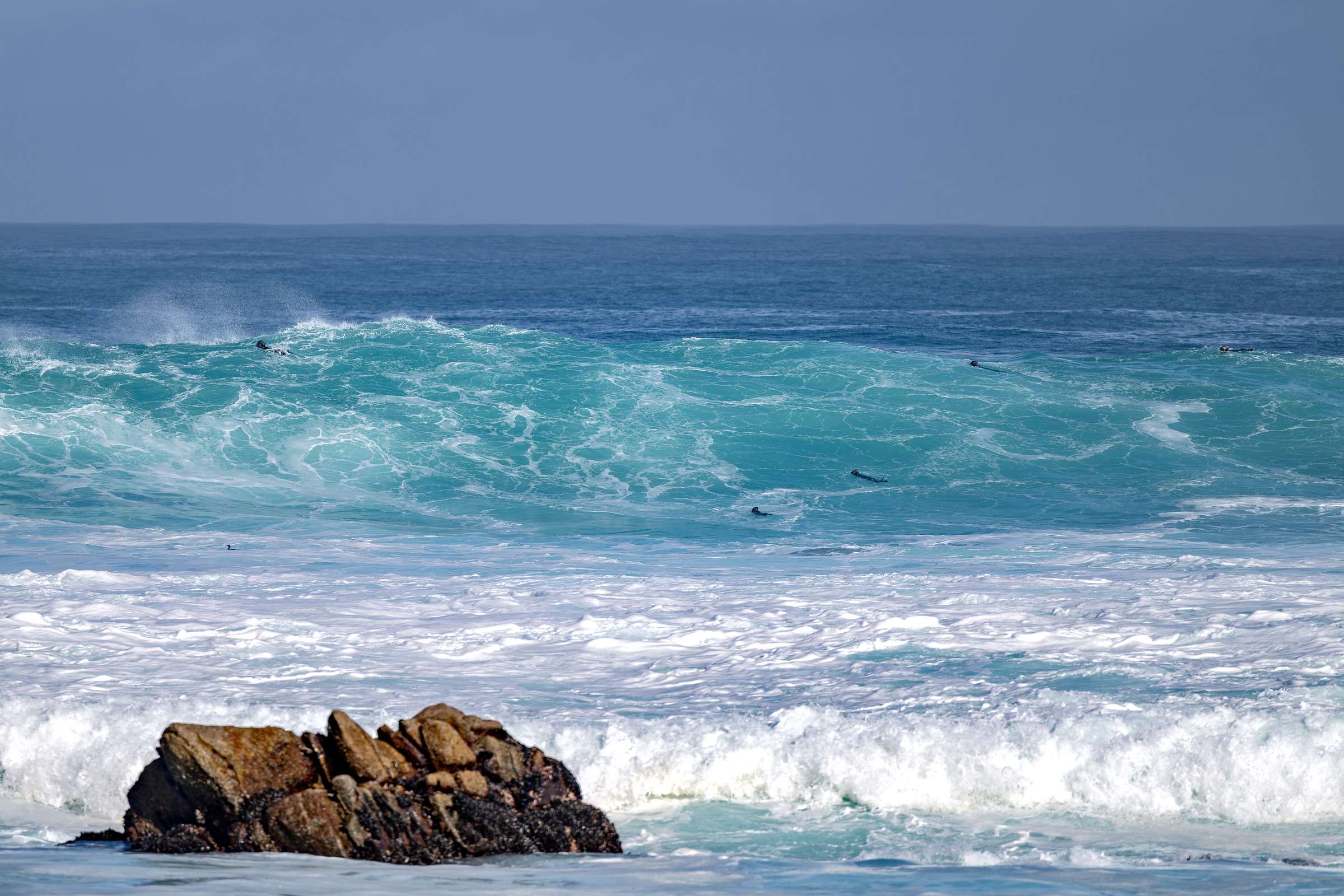 Pride mobile wallpapers from the Monterey Bay Aquarium