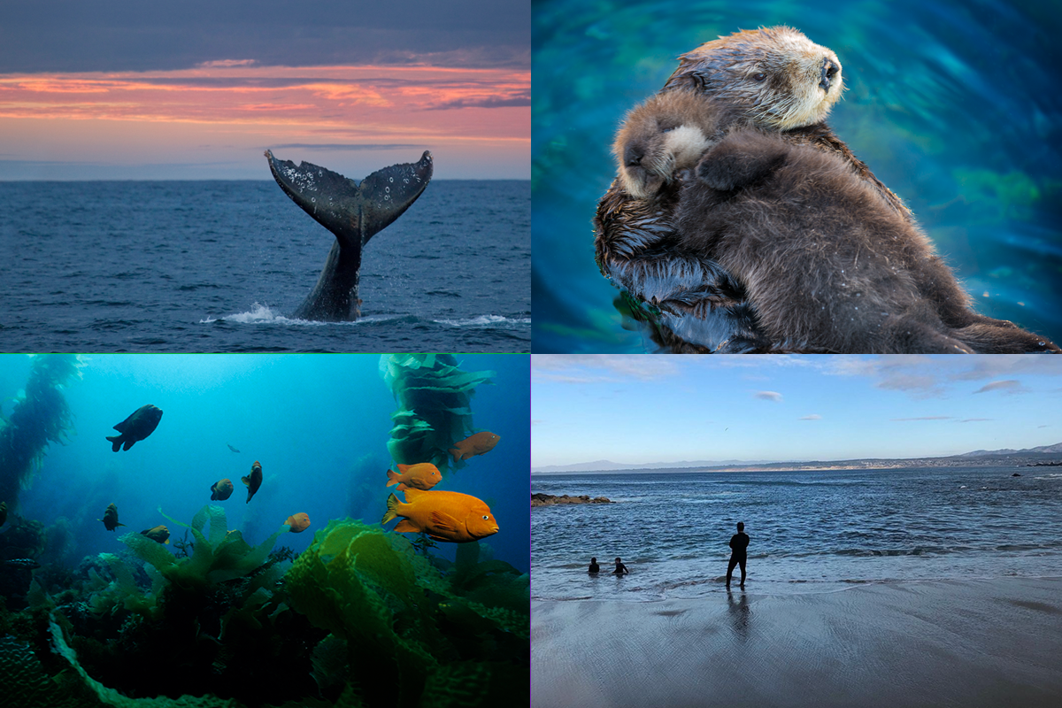 National Ocean Month | Act for the ocean | Monterey Bay Aquarium